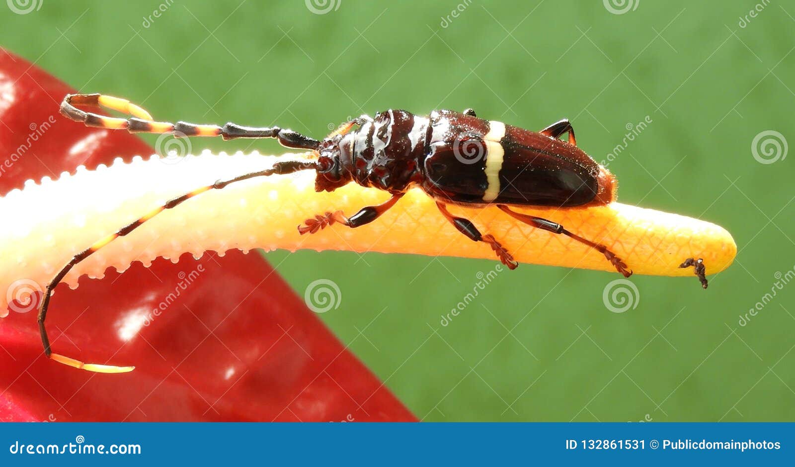 Insect, Ongewervelde, Ongedierte, Macrofotografie Picture. Image: 132861531