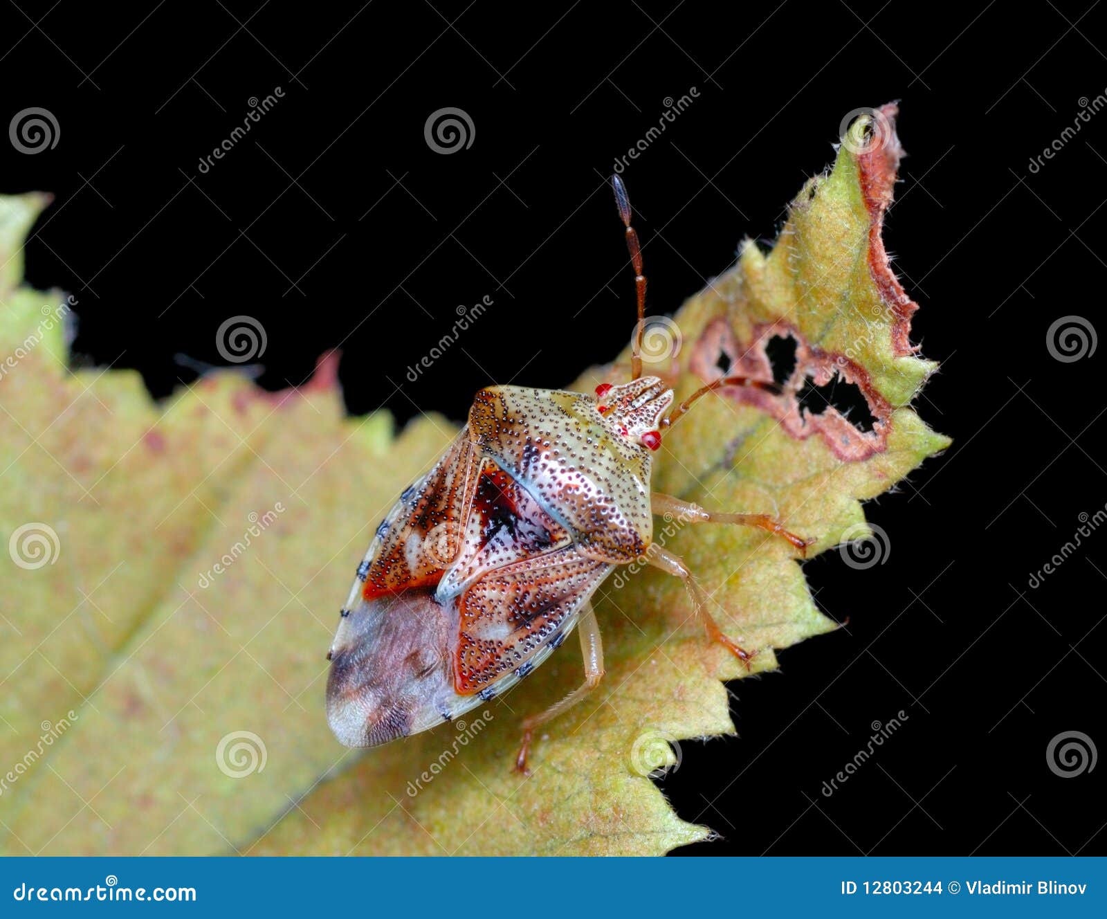 Insect op een blad stock foto. Image of insect, zomer - 12803244