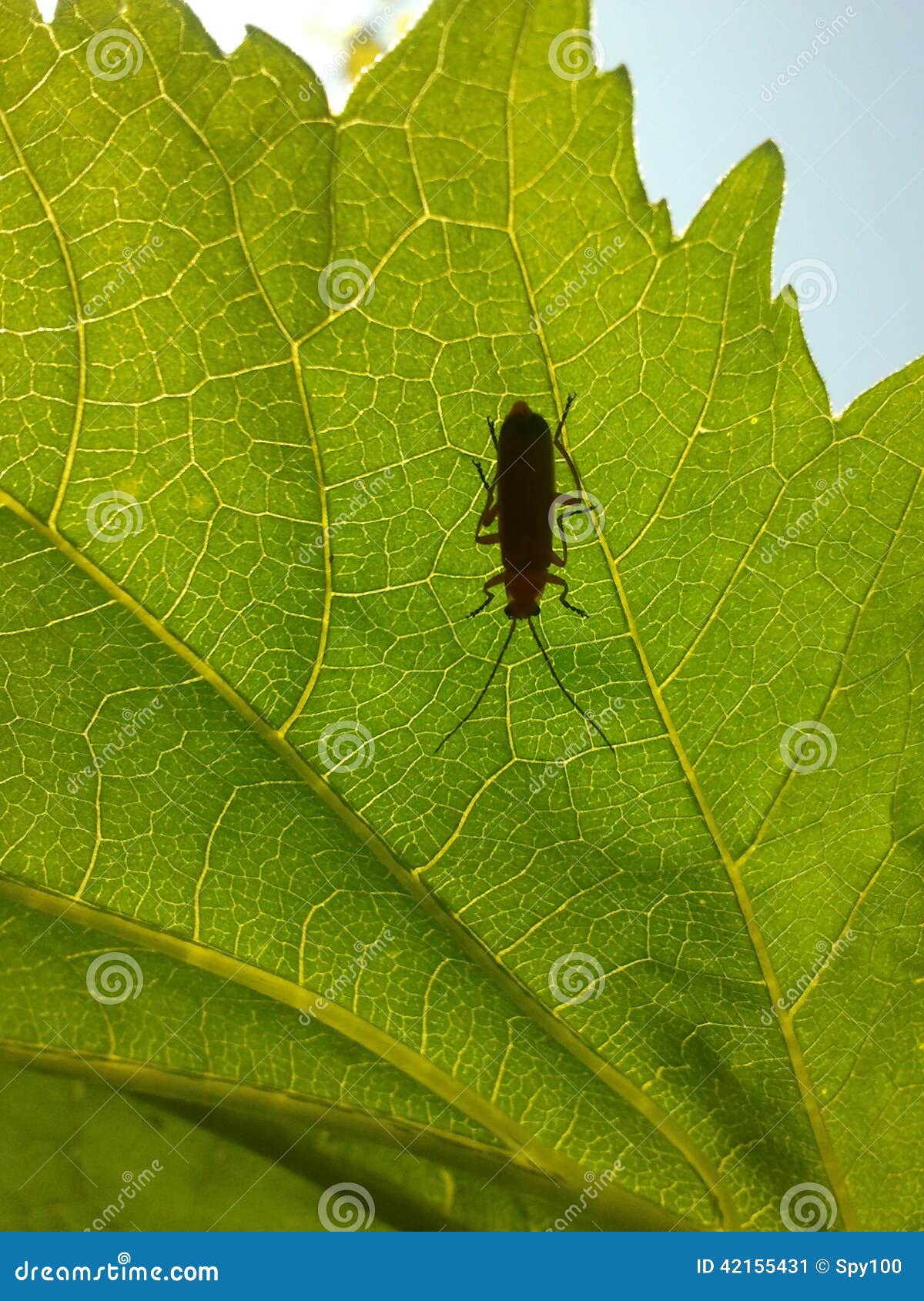 Insect op een blad stock afbeelding. Image of zitting - 42155431