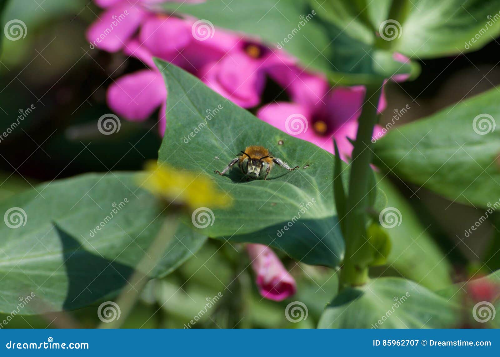 Insect op een blad stock afbeelding. Image of tuin, bloemen - 85962707