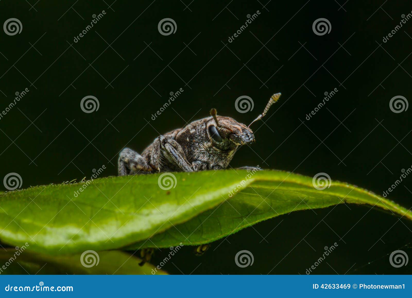 Insect op groen blad stock afbeelding. Image of installatie - 42633469