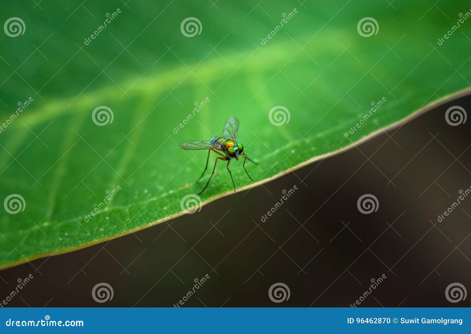 Insect Op Groen Blad, Behangstijl Stock Foto - Image of groen, insect ...