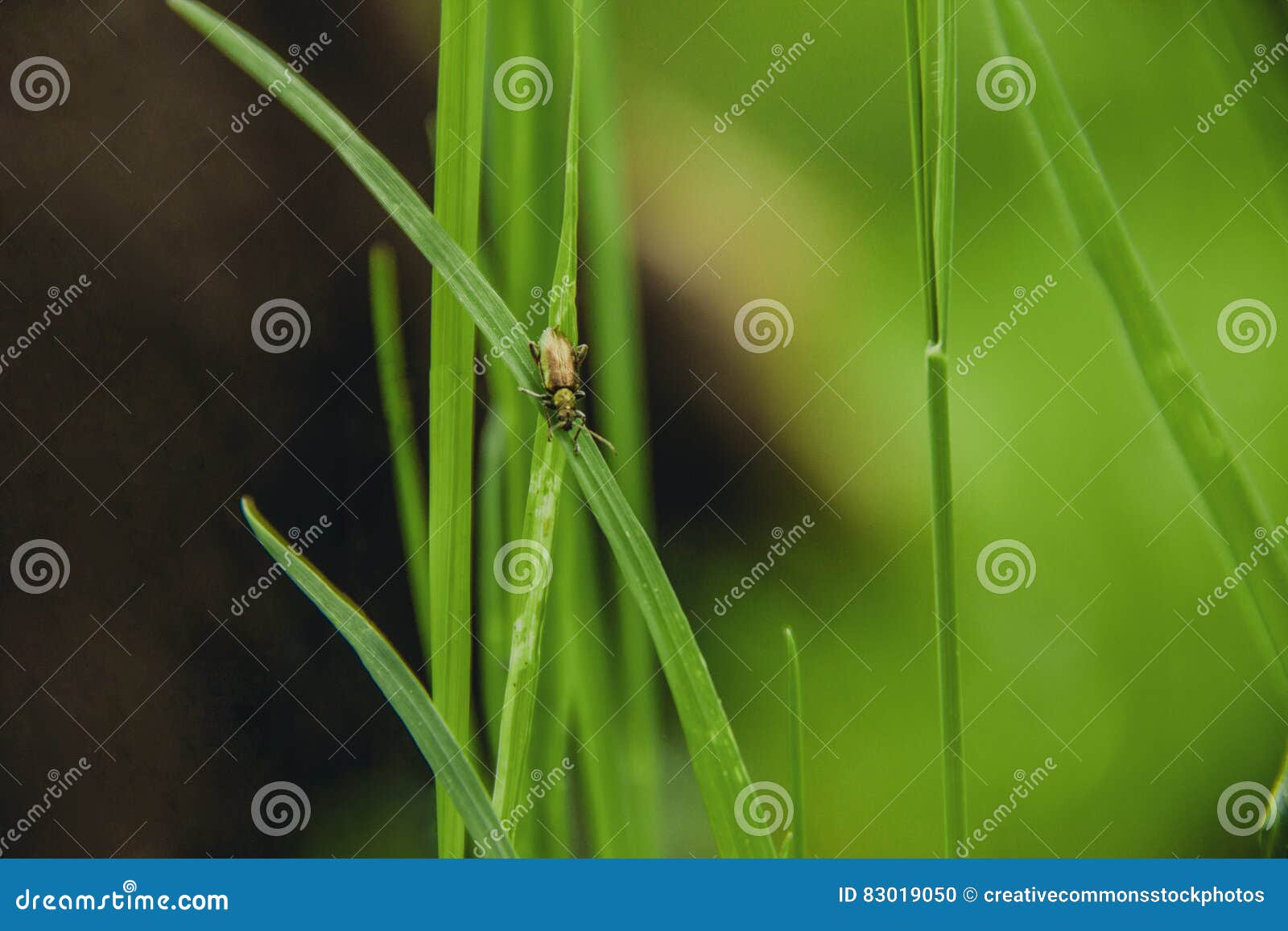 Insect Op Groen Grassprietje Picture. Image: 83019050