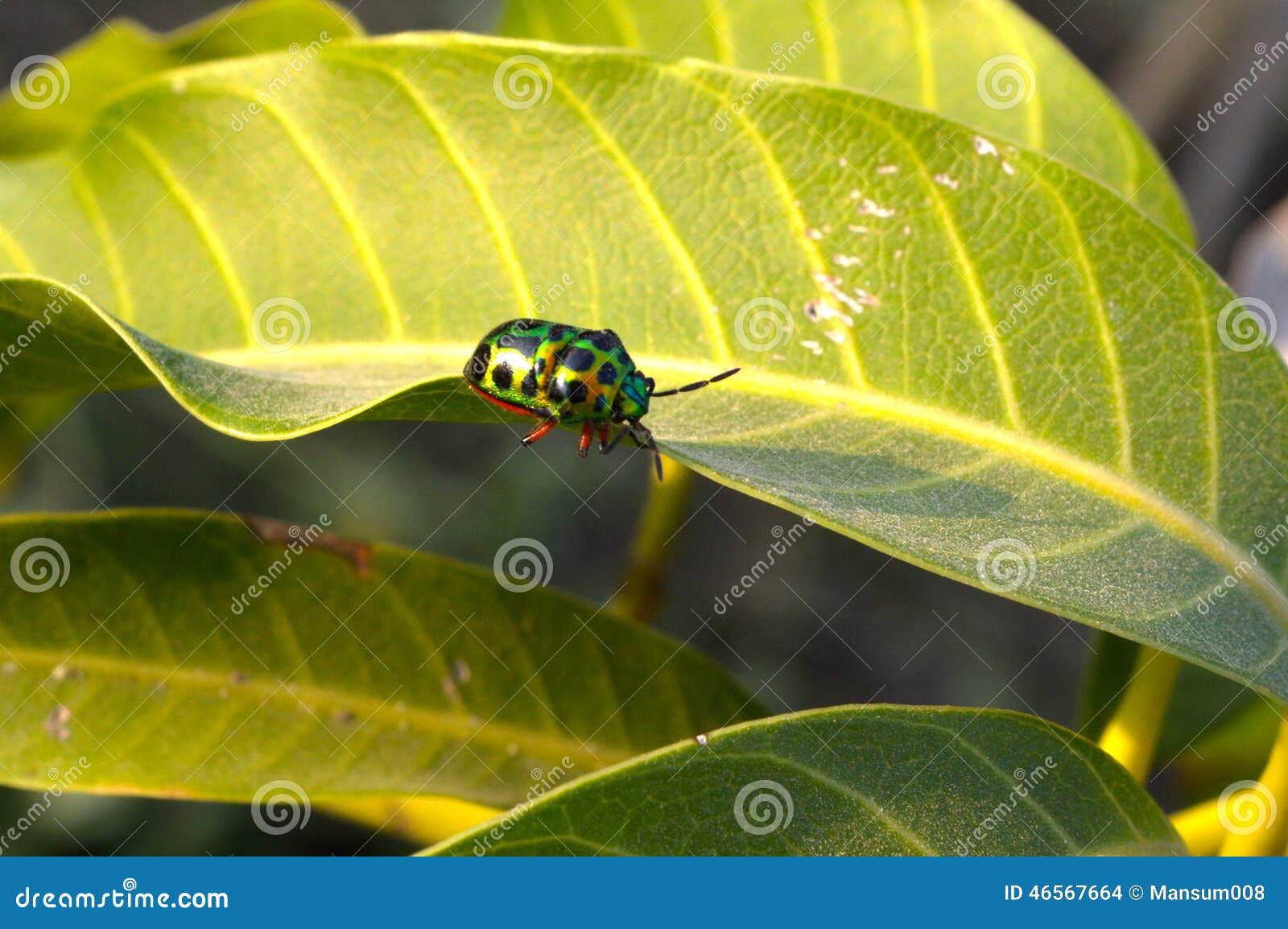 Insect op groene bladeren stock foto. Image of insect - 46567664