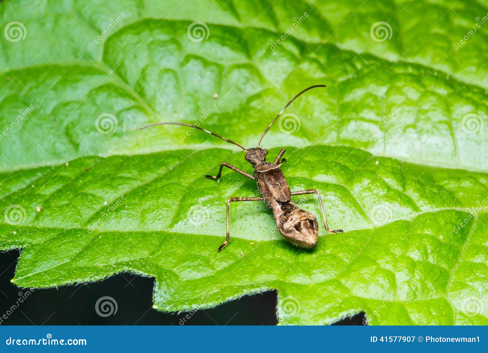 Insect op het groene gras stock afbeelding. Image of sprinkhaan - 41577907