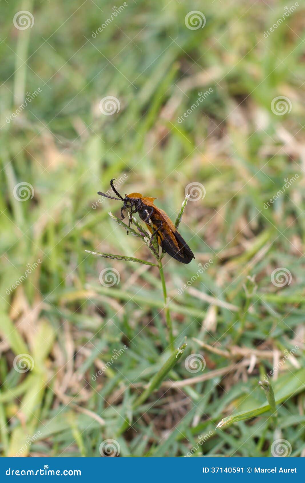 Insect stock image. Image of hookwinged, seed, beatle - 37140591