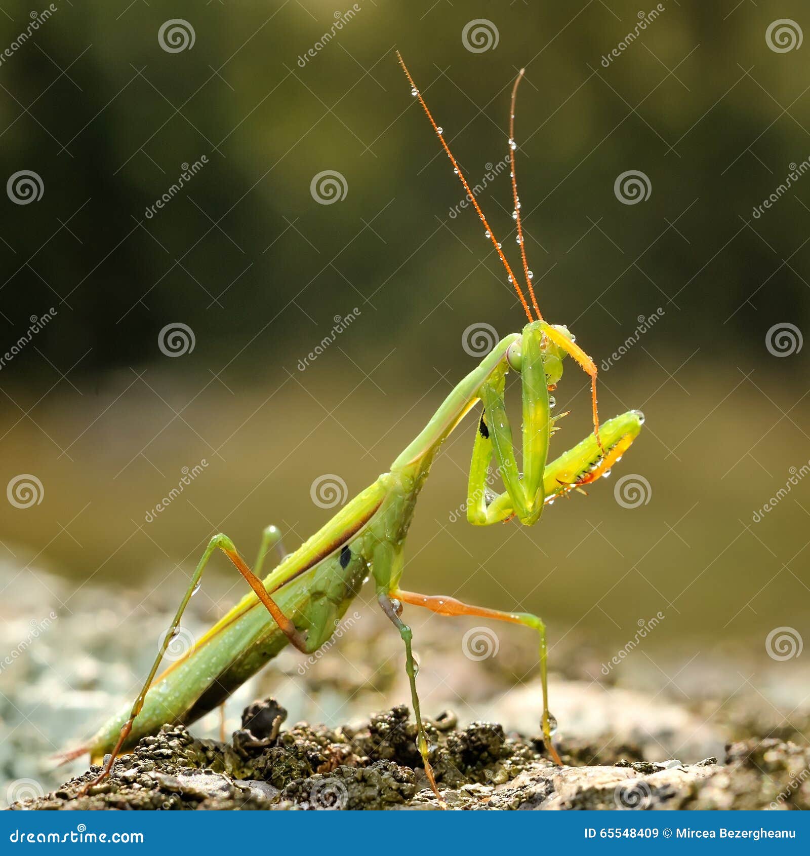 Mantis Religiosa Insecto Stock Photography | CartoonDealer.com #179433116
