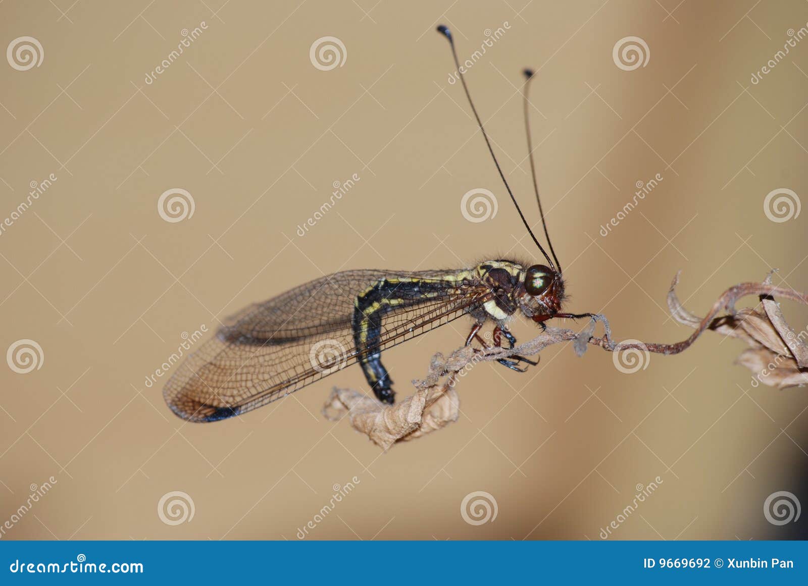 Insect owlfly stock photo. Image of difficult, prominent - 9669692