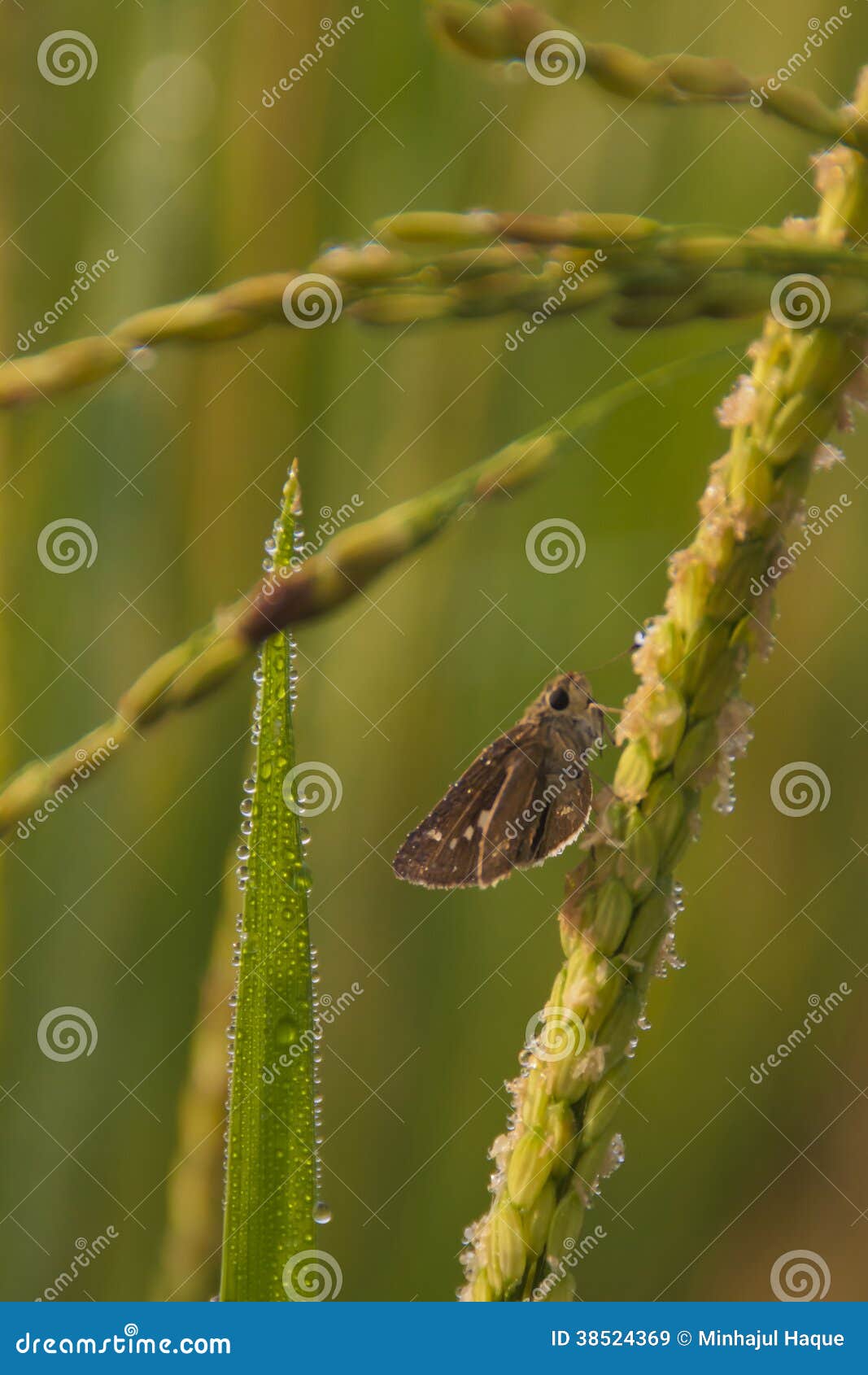 Insect on a Paddy Stem stock image. Image of flora, sparkling - 38524369
