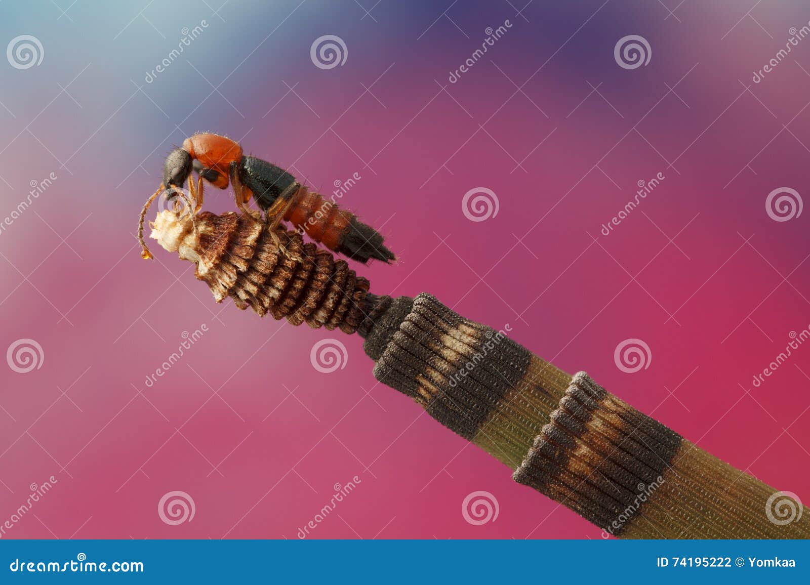 Insect Paederus Riparius on Horsetail Stock Photo - Image of ryparius ...