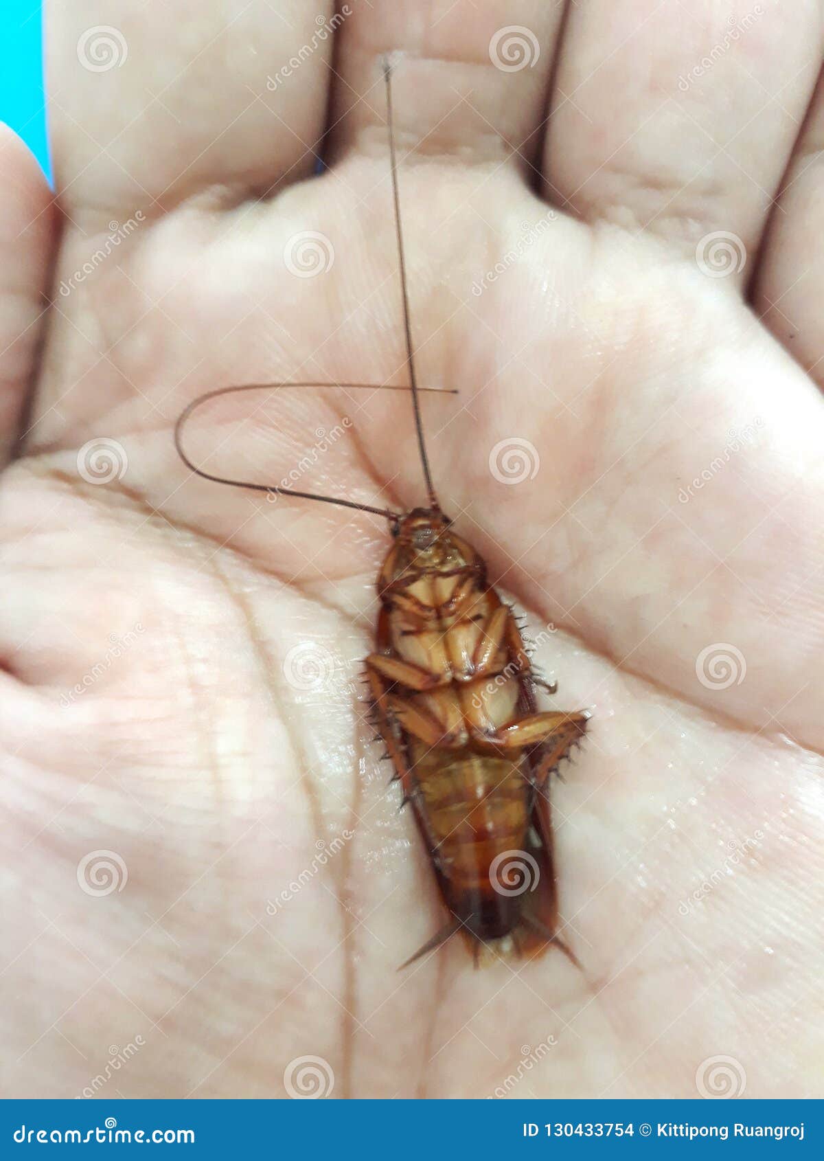 Insect on the palm stock photo. Image of cockroach, mustache - 130433754