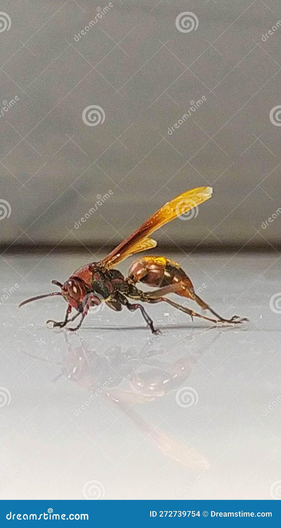 Insect Paper Wasp on the House Floor Stock Photo - Image of insect ...