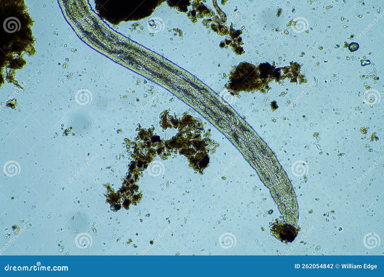 Insect Parasite in the Soil in Australia Stock Photo - Image of ...
