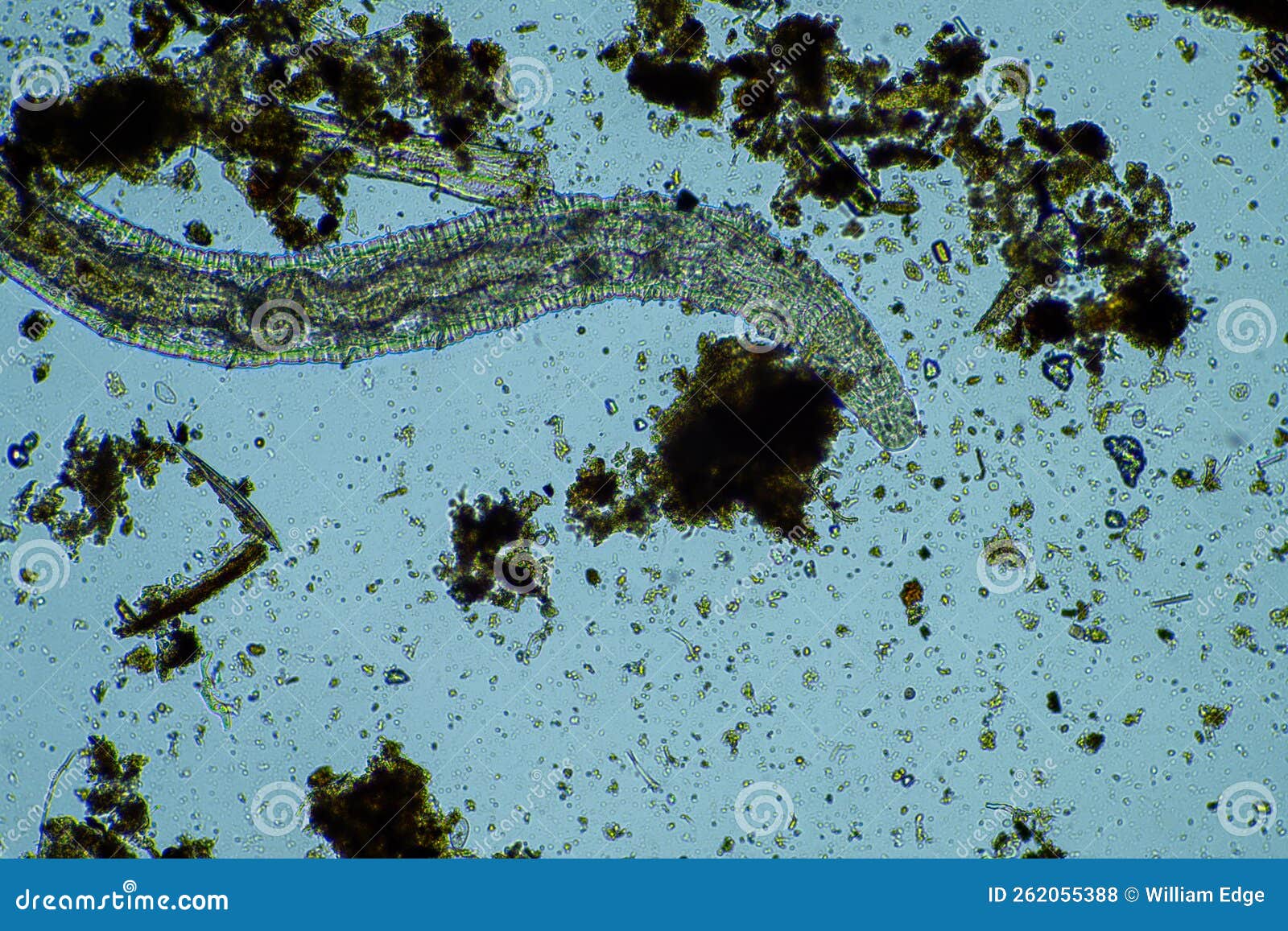 Insect Parasite in the Soil in Australia Stock Photo - Image of ...