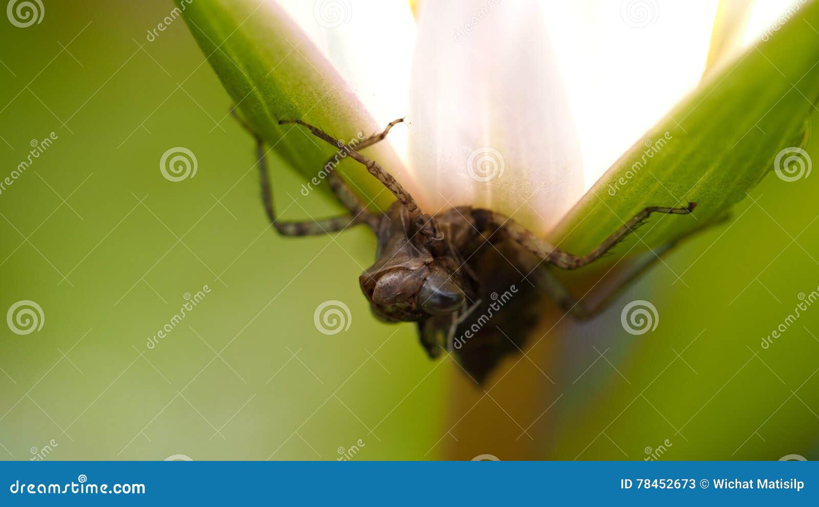 The Insect Perched White Lotus Stock Image - Image of flower, floral ...