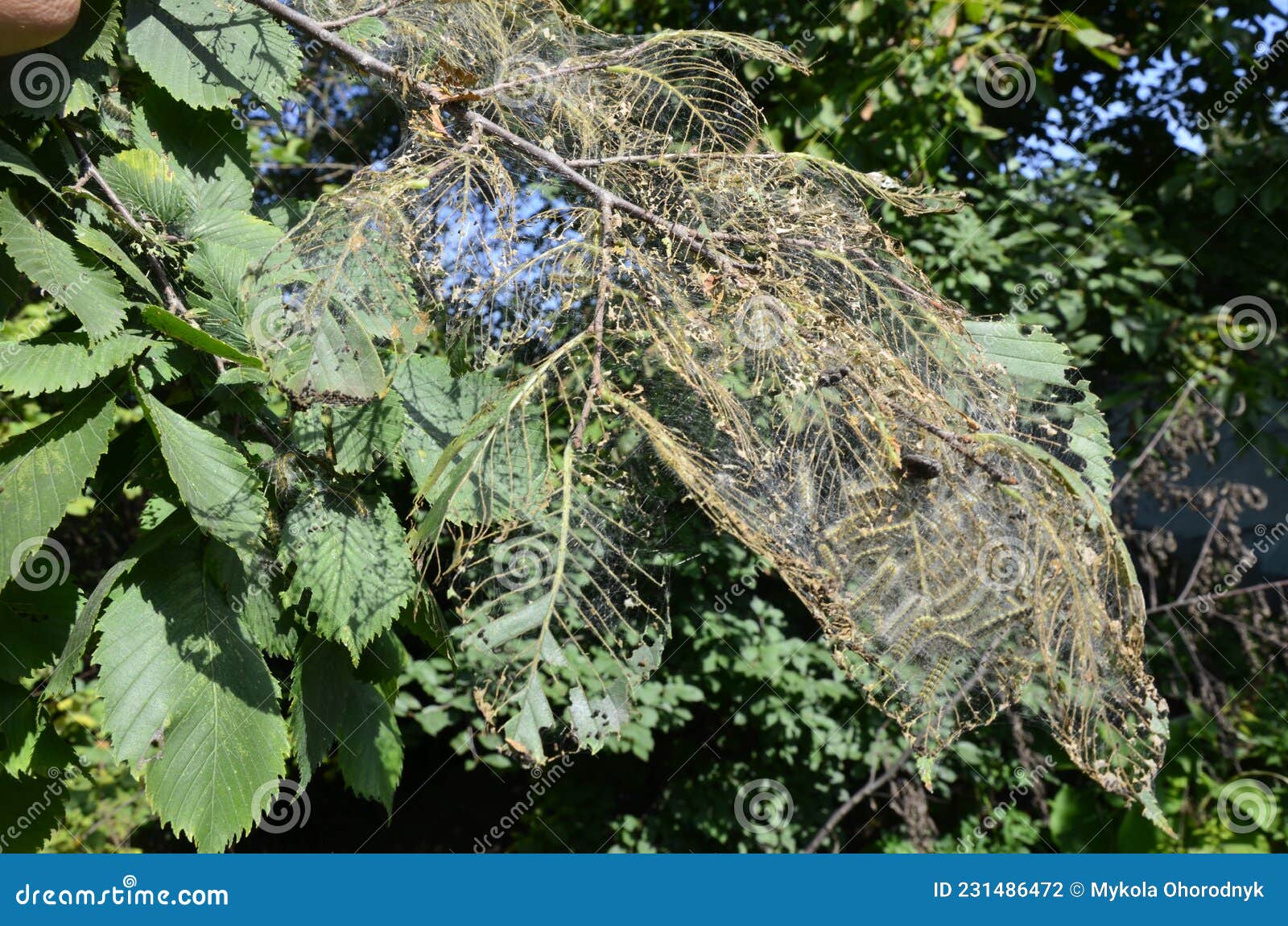 Insect Pest Caterpillar on a Tree. Caterpillar on the Leaves Stock ...