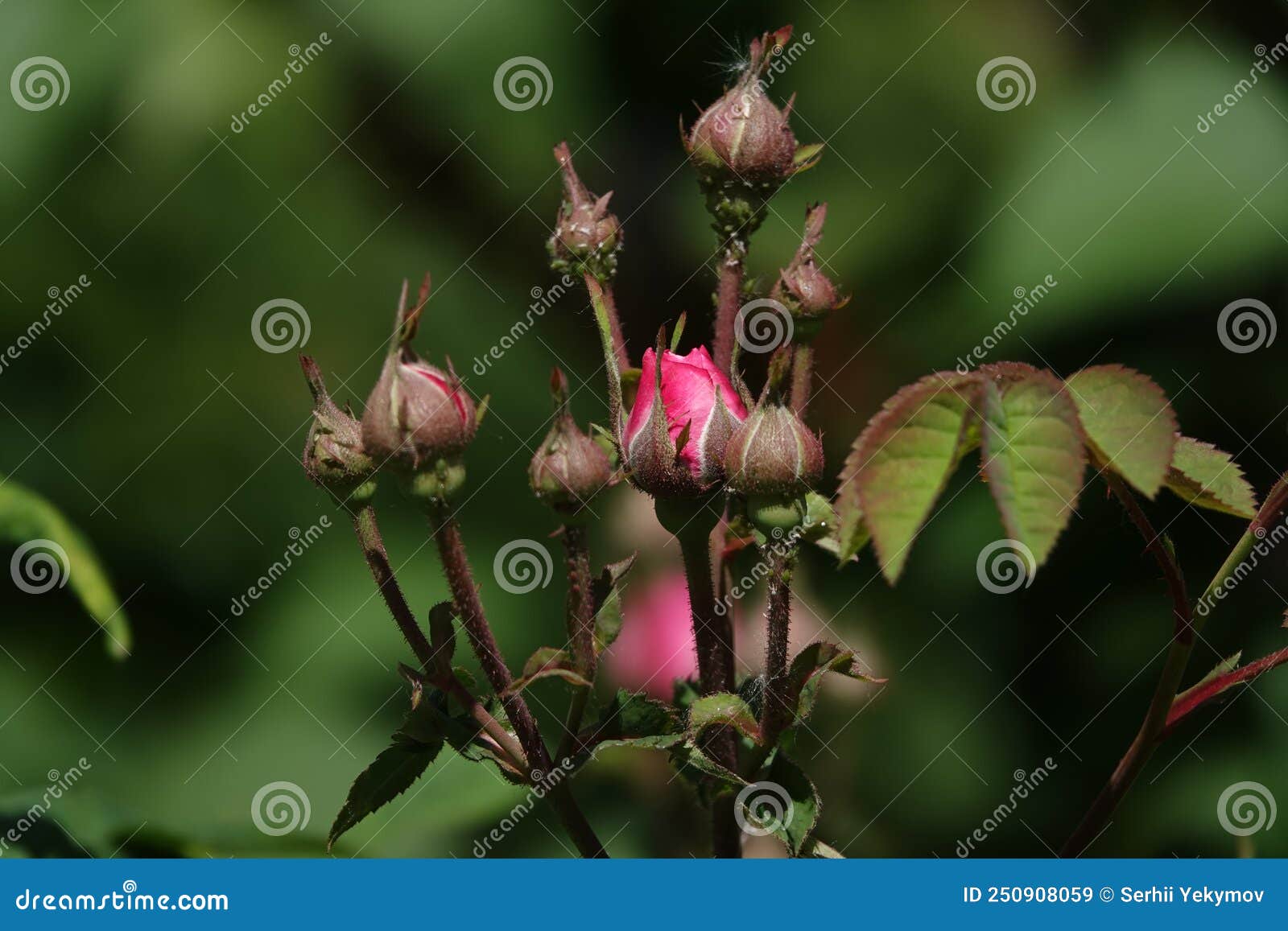 Insect pest rose stock image. Image of stem, love, gentle - 250908059