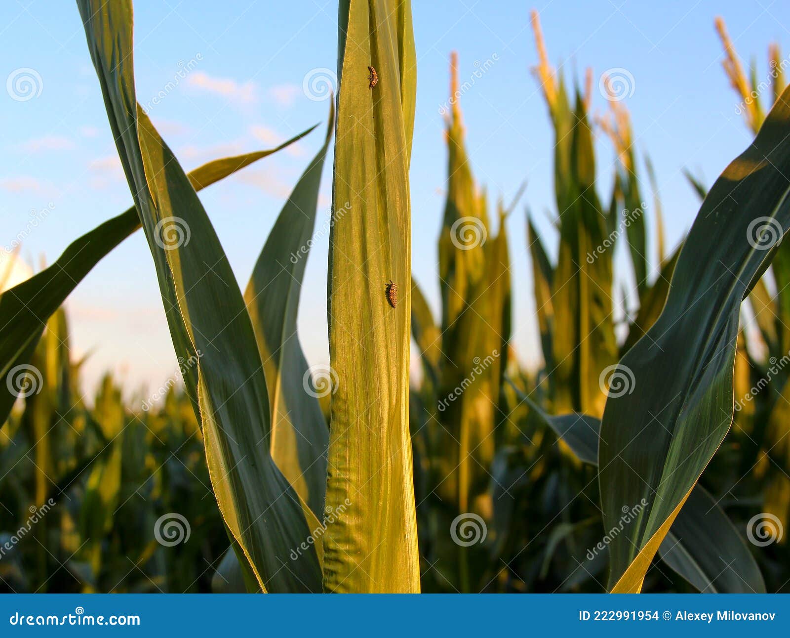 Insect Pests on Corn, Insect Larvae on Corn Leaves Stock Photo - Image ...