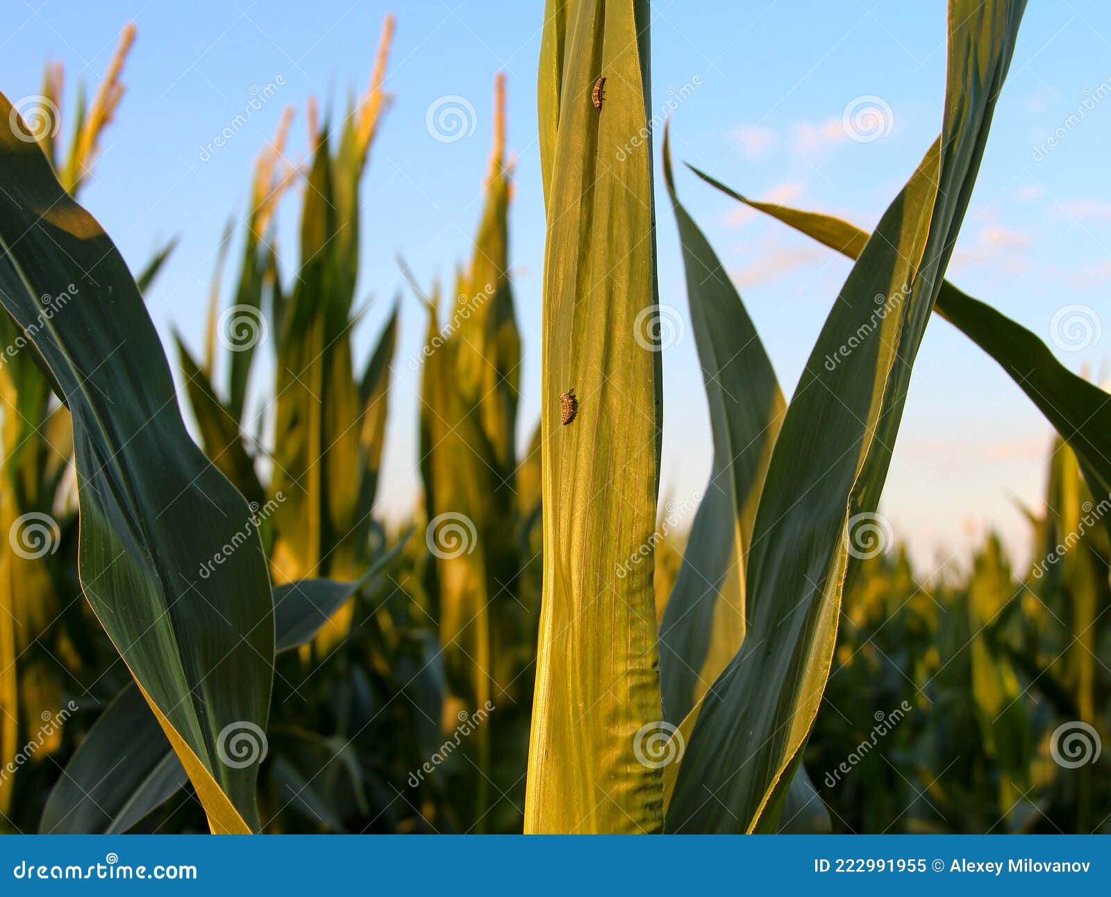 Insect Pests on Corn, Insect Larvae on Corn Leaves Stock Image - Image ...