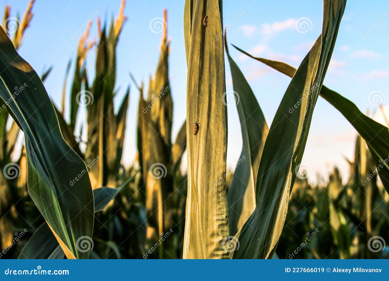 Insect Pests on Corn, Insect Larvae on Corn Leaves Stock Image - Image ...