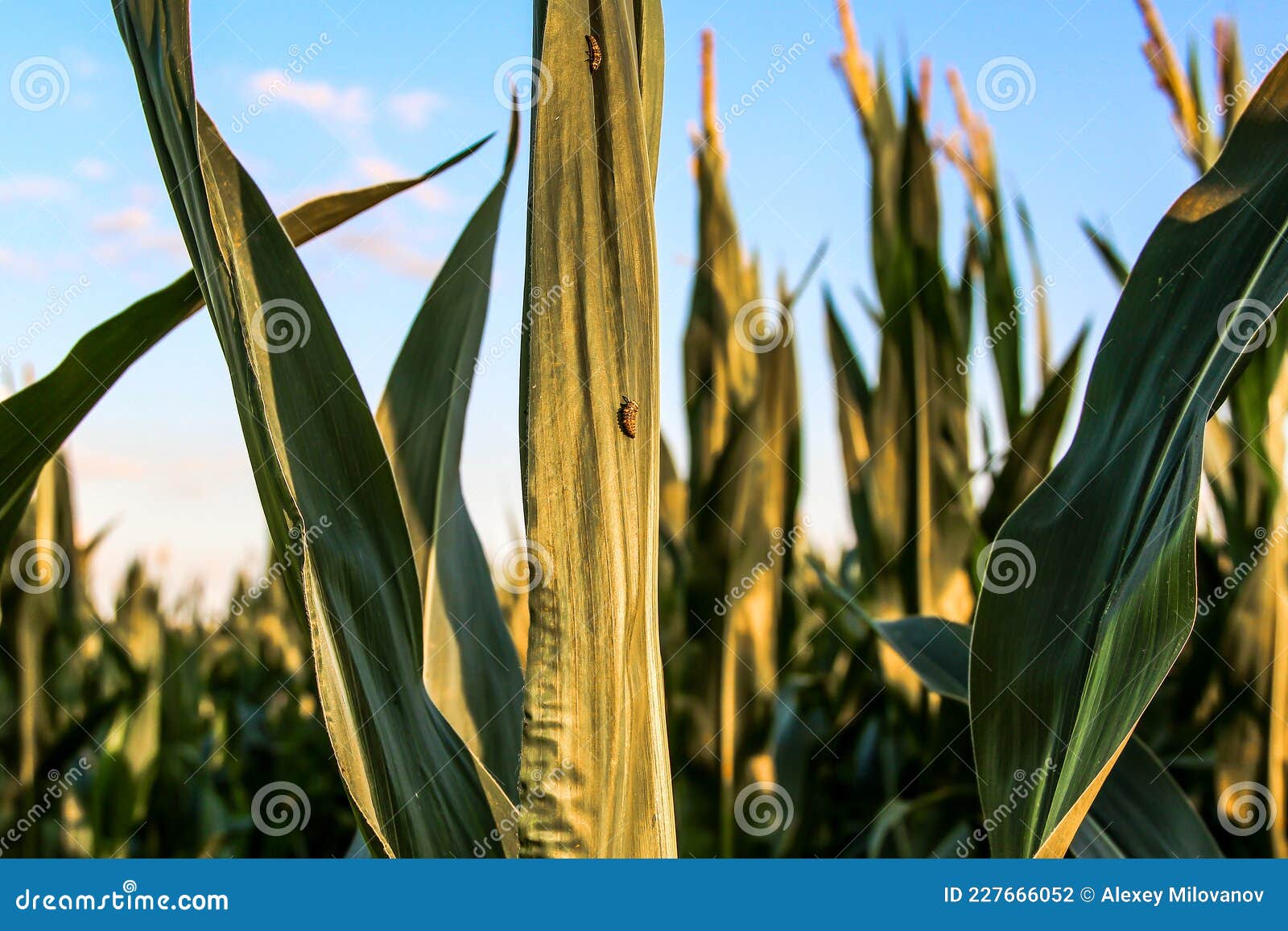 Insect Pests on Corn, Insect Larvae on Corn Leaves Stock Photo - Image ...