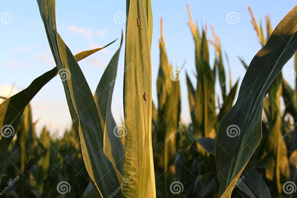 Insect Pests on Corn, Insect Larvae on Corn Leaves Stock Photo - Image ...