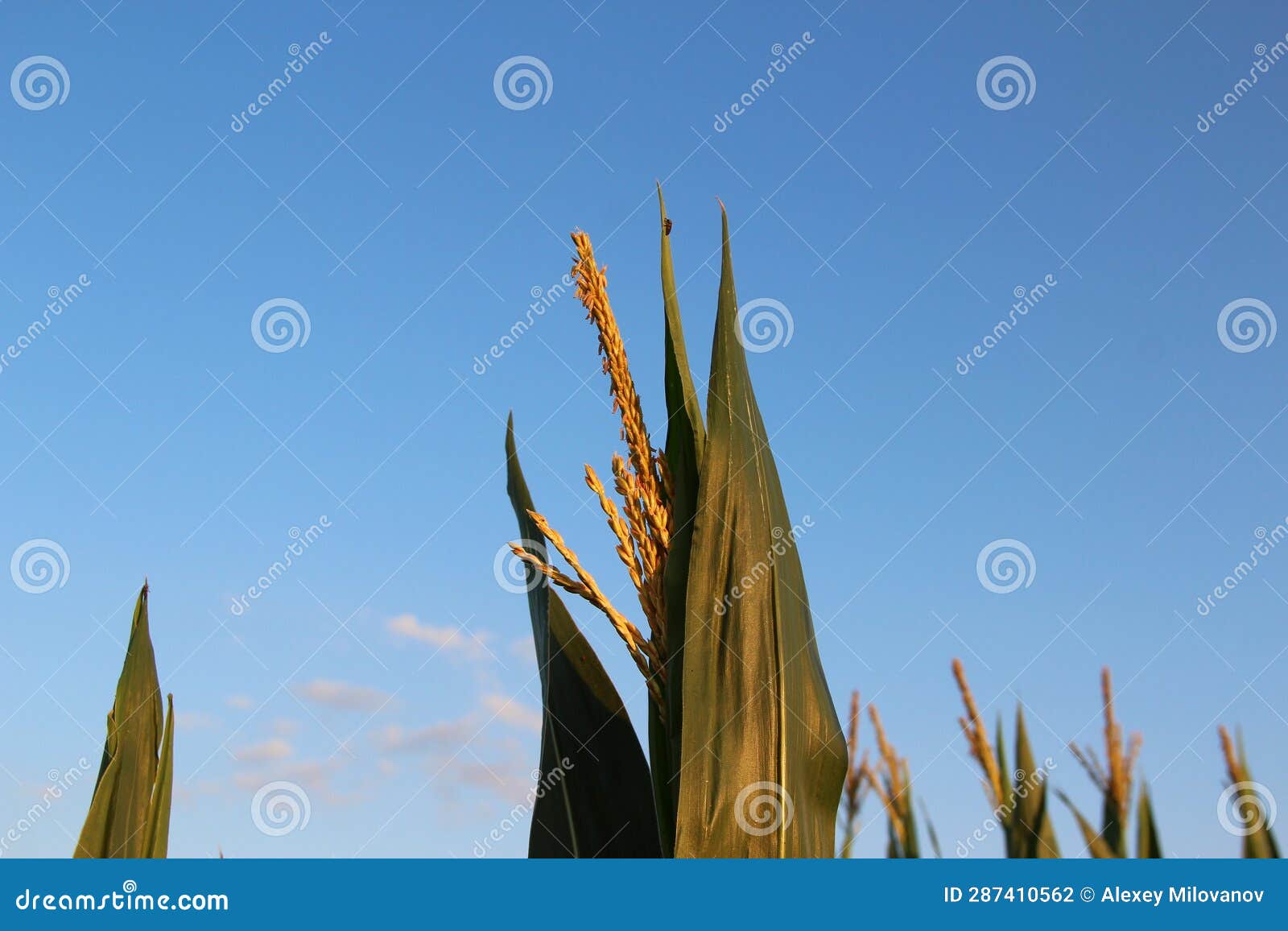 Insect Pests on Corn, Insect Larvae on Corn Leaves Stock Photo - Image ...