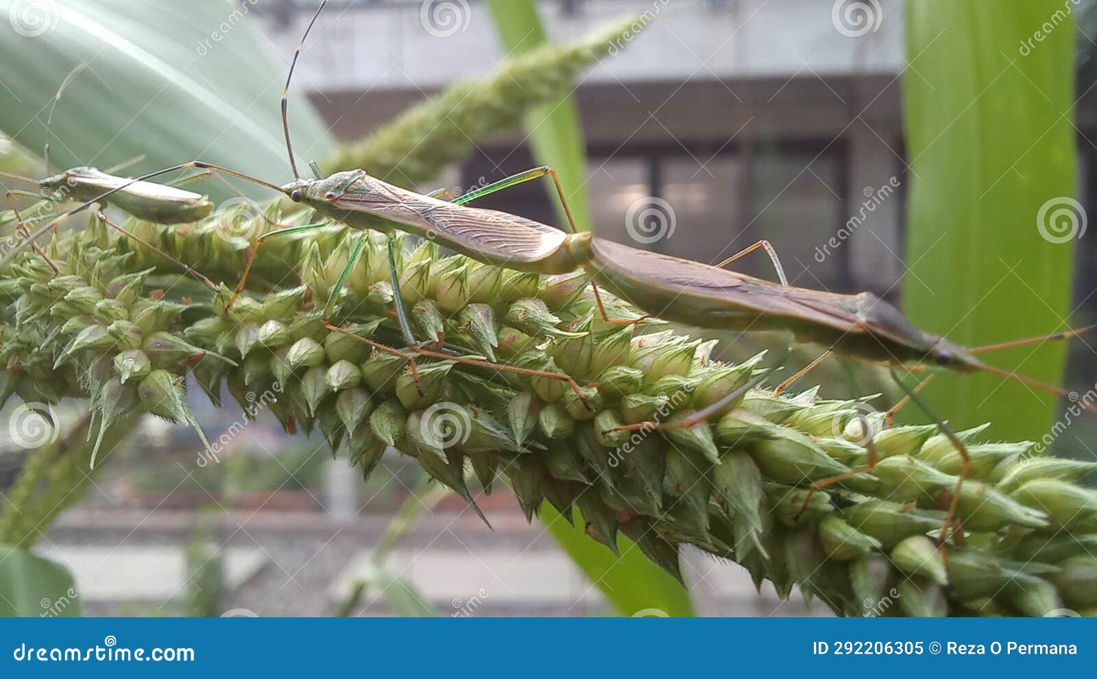 Insect Pests that Disturb Rice Plants Stock Image - Image of disturb ...
