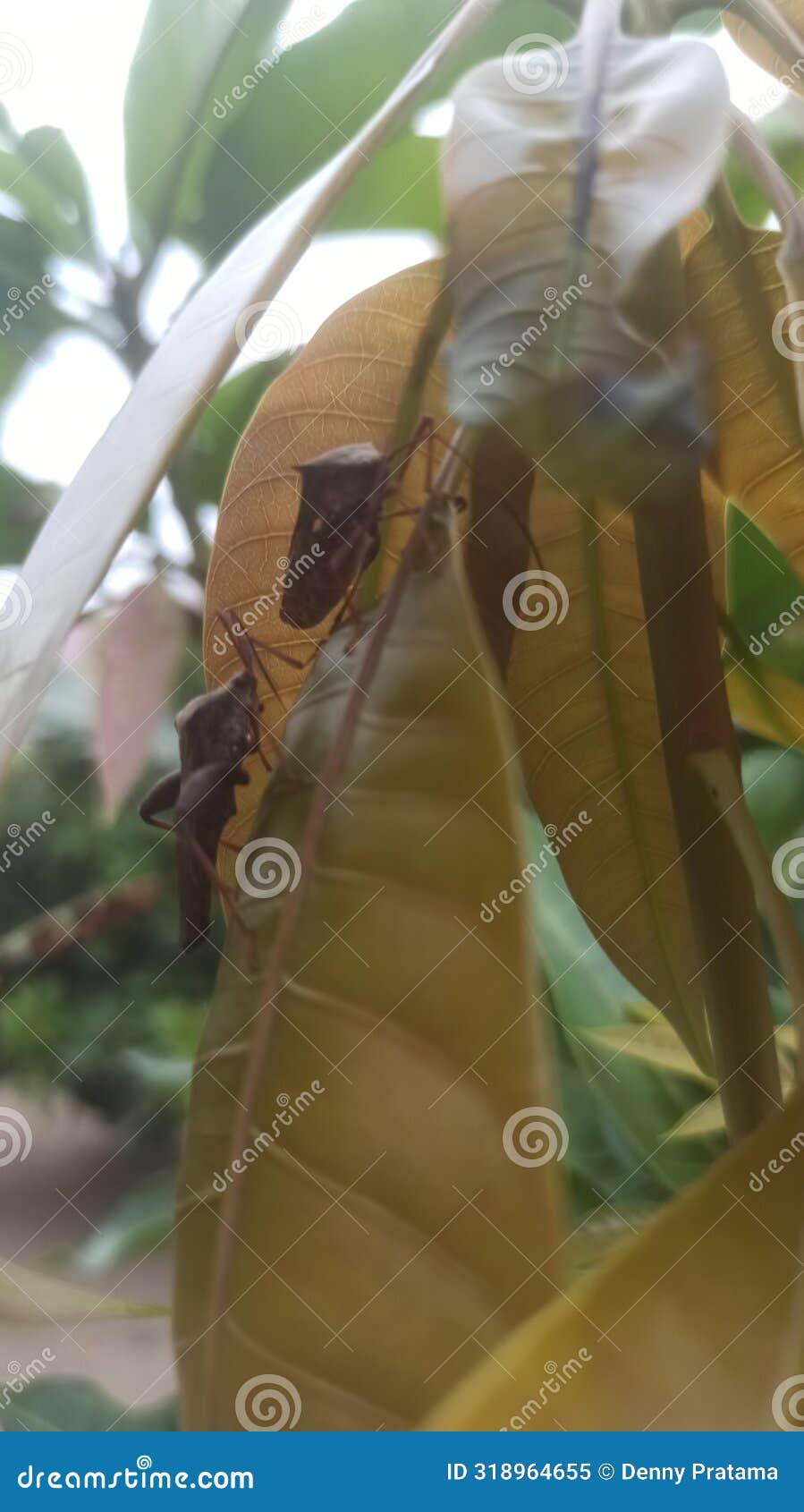 Insect Pests on Mango Leaves Stock Image - Image of leaves, mango ...