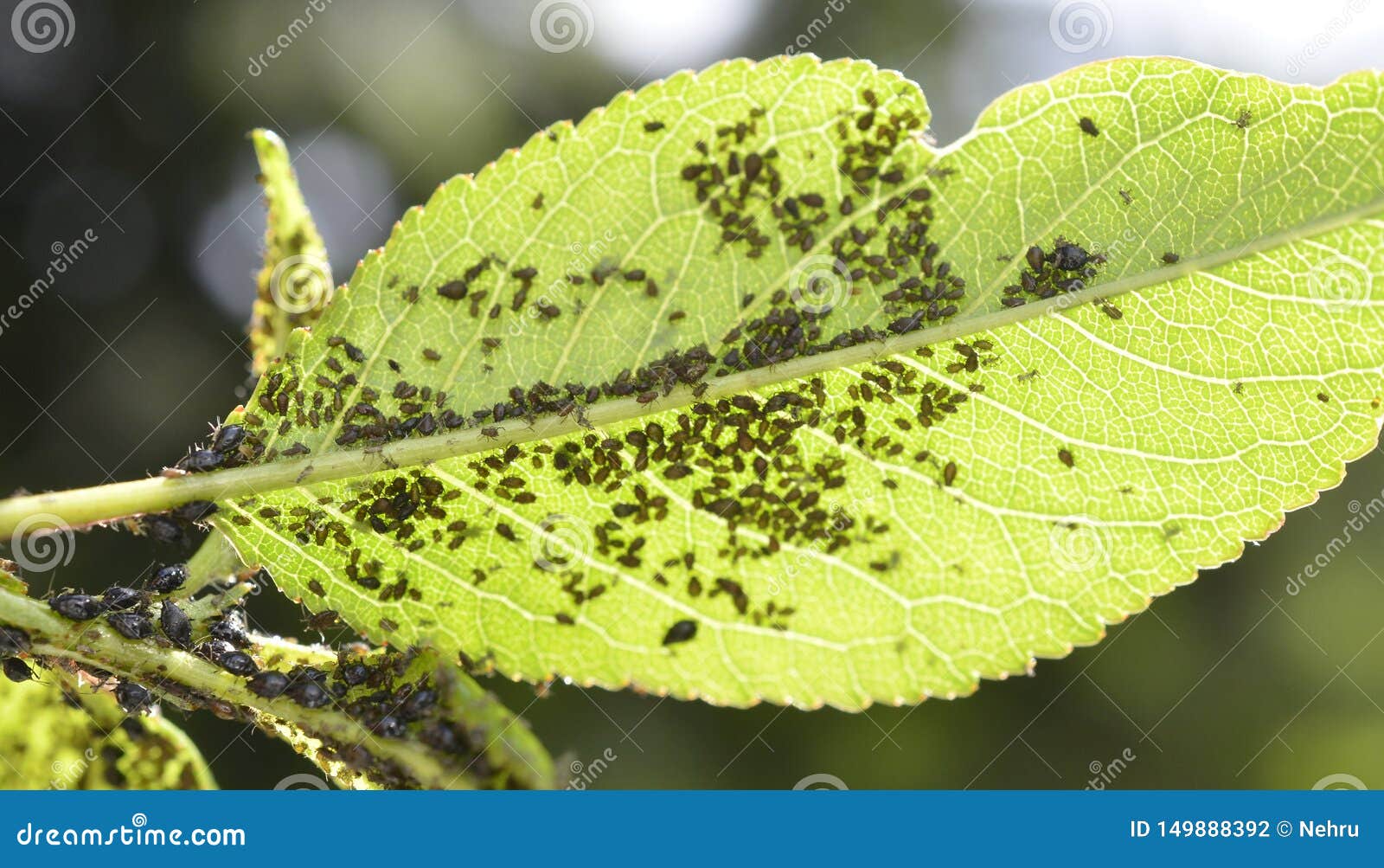 Insect Pests, Sour Cherry Leaf Attacked by Malicious Insects Stock ...