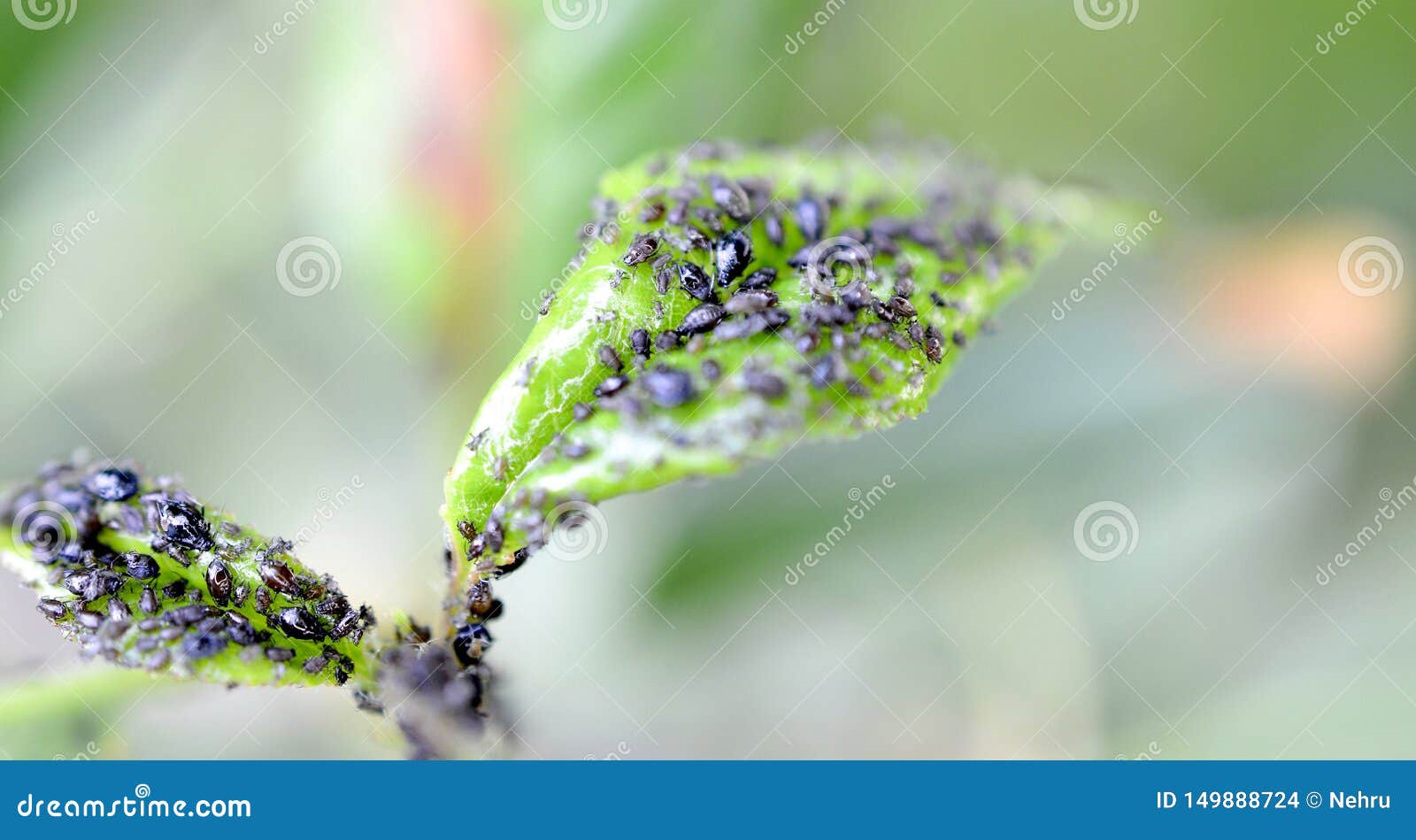 Insect Pests, Sour Cherry Leaf Attacked by Malicious Insects Stock ...