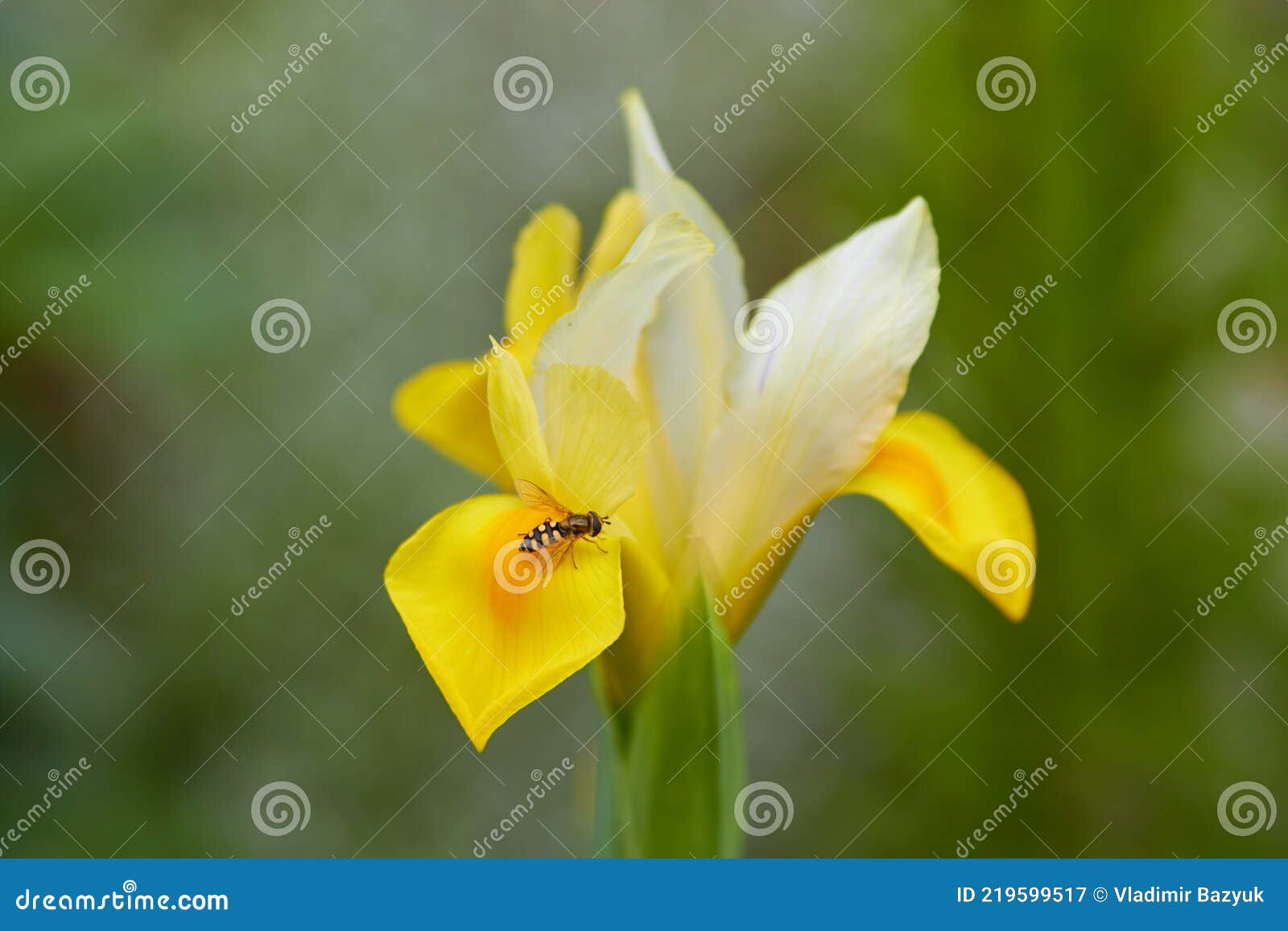 Insect on the Petals of an Iris Flower,fly Sitting on a Yellow Iris ...