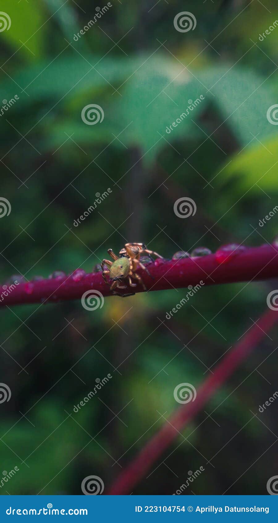 Insect Photo Taken after the Rain Stock Photo - Image of leaf, insect ...