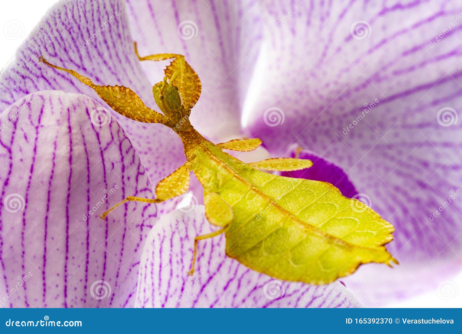 Insect - Phyllium Bioculatum As Known As Leaf Insect or Walking Leave ...