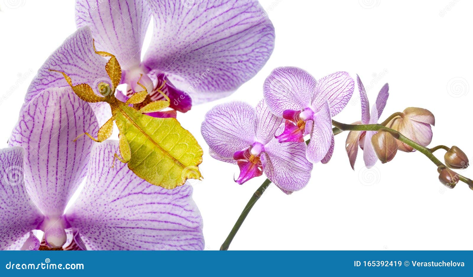 Insect - Phyllium Bioculatum As Known As Leaf Insect Or Walking Leave ...