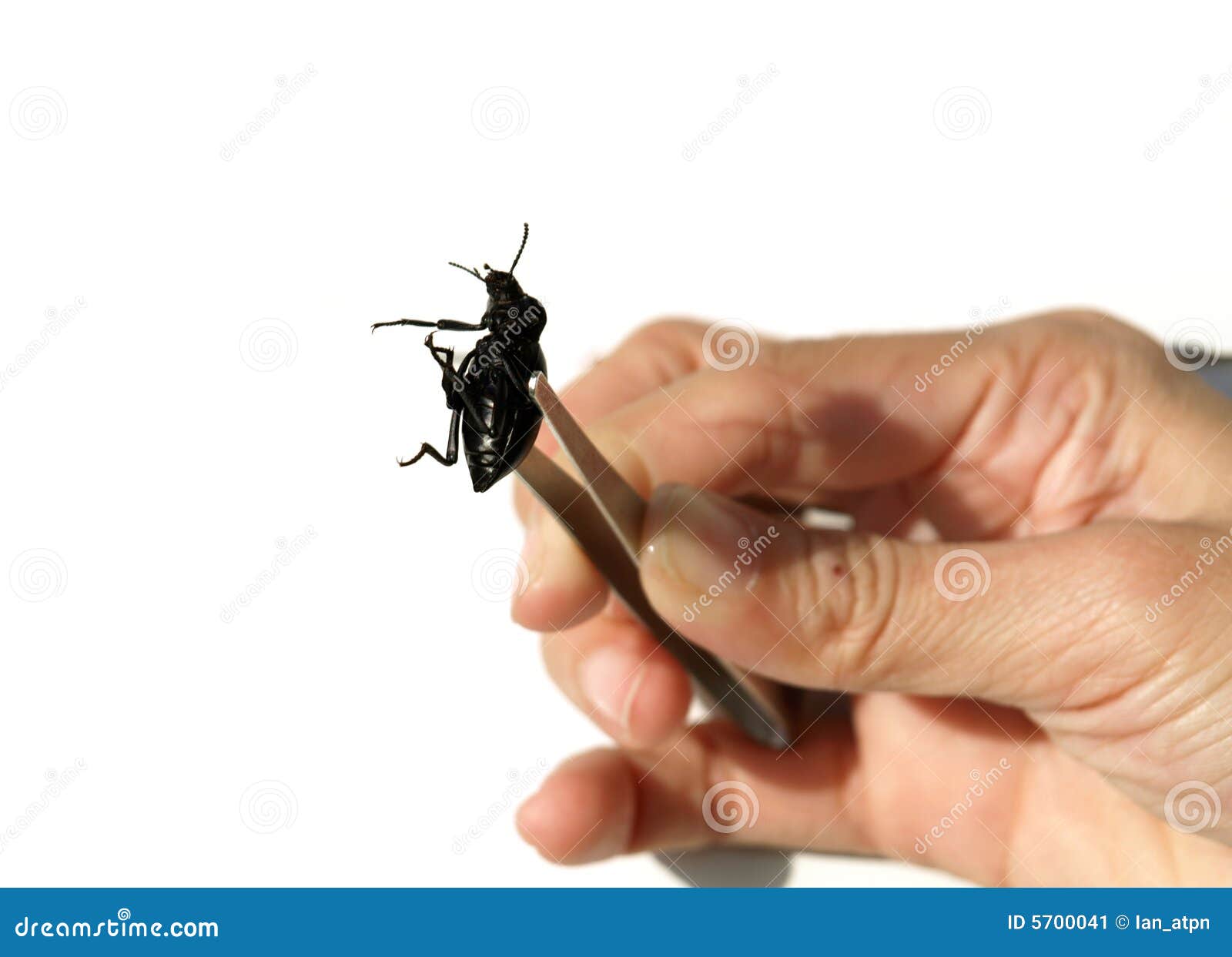 Insect on Pincher with Hand Stock Image - Image of antenna, pincher ...