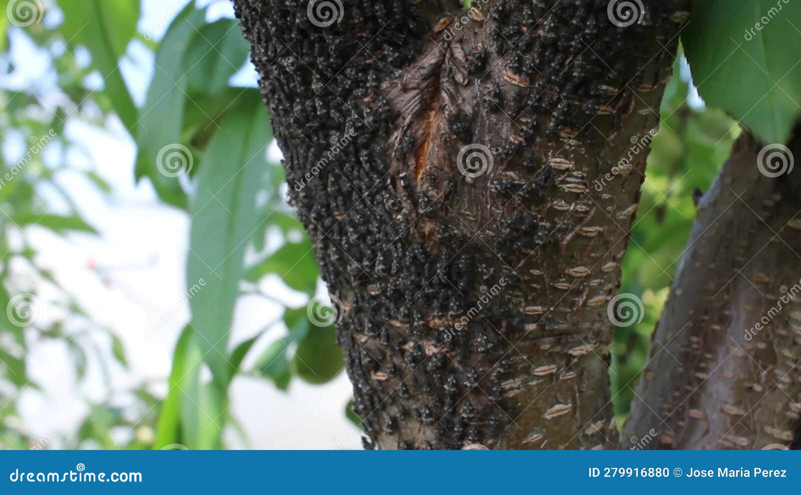 Insect Plague in a Peach Tree Stock Footage - Video of danger, aphid ...