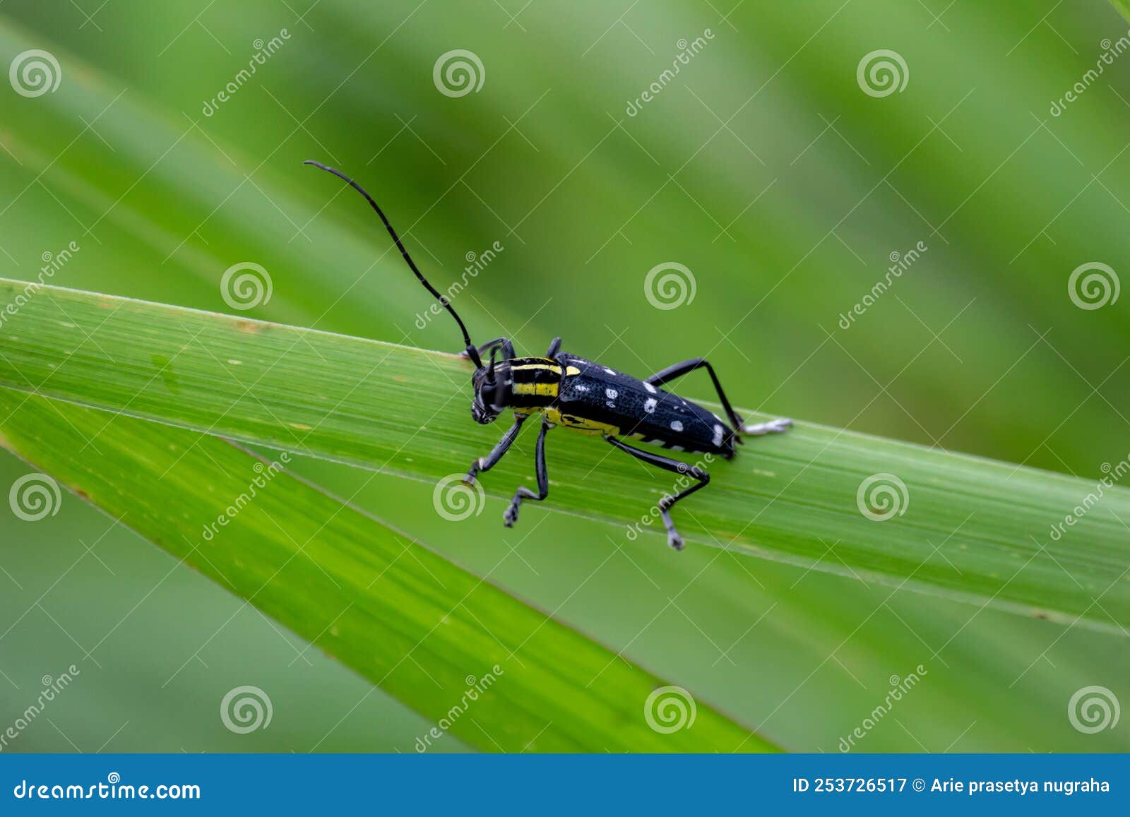 Insect on the plant stock image. Image of nature, green - 253726517