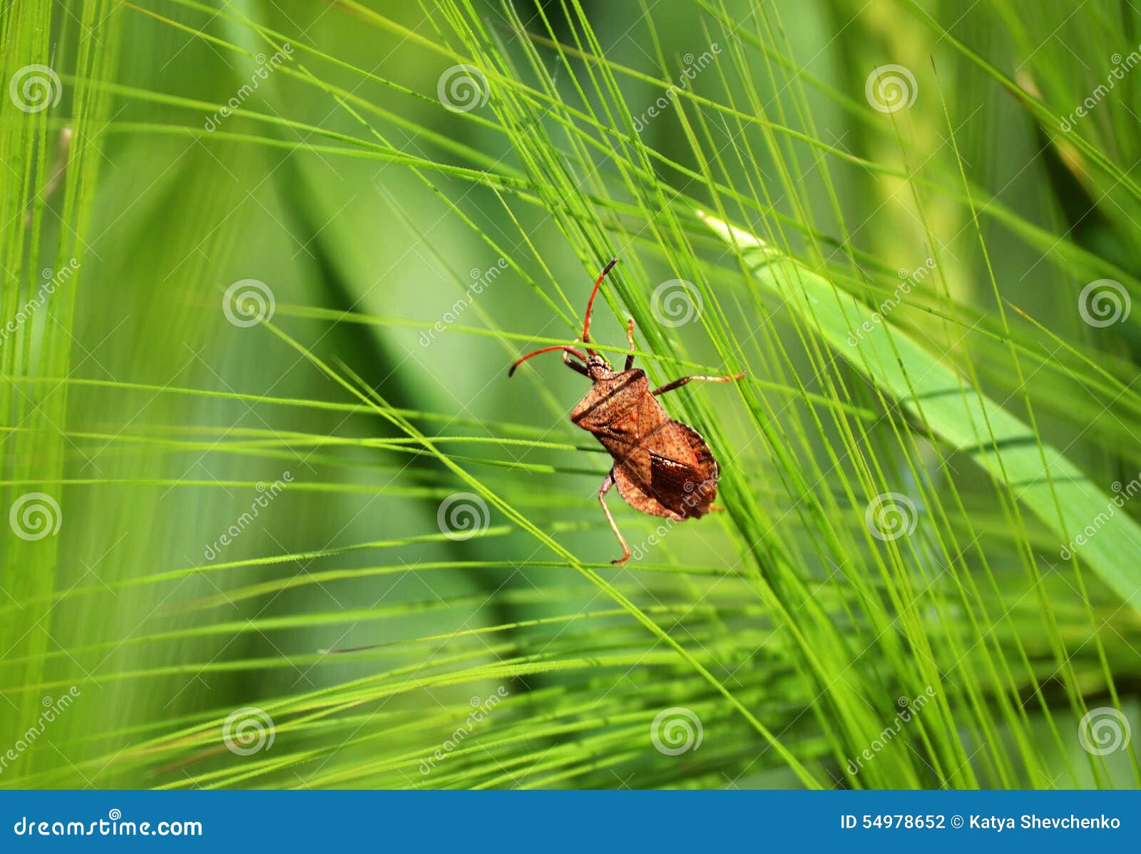 The insect on the plant stock photo. Image of beetles - 54978652