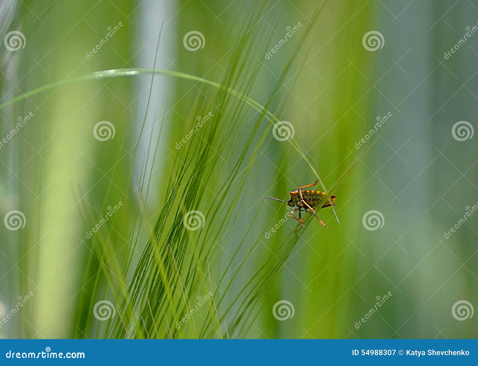 The insect on the plant stock image. Image of green, mustache - 54988307