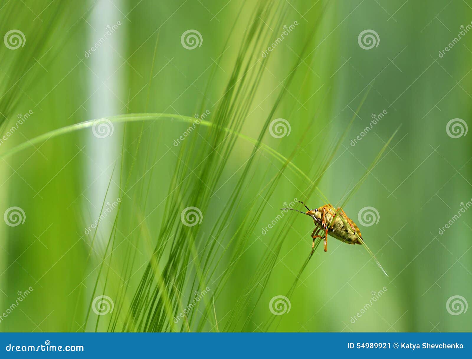 The insect on the plant stock image. Image of polyphagous - 54989921