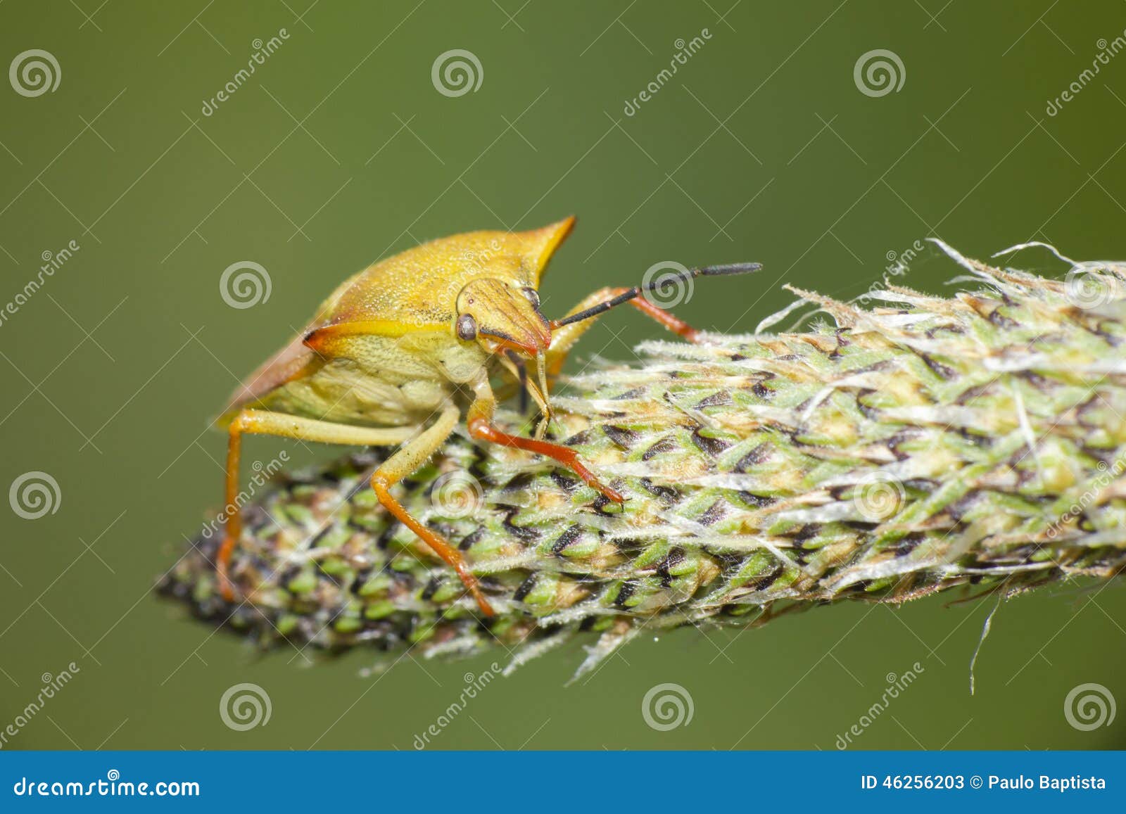 Insect in Plant (Hemiptera) Stock Image - Image of nature, order: 46256203