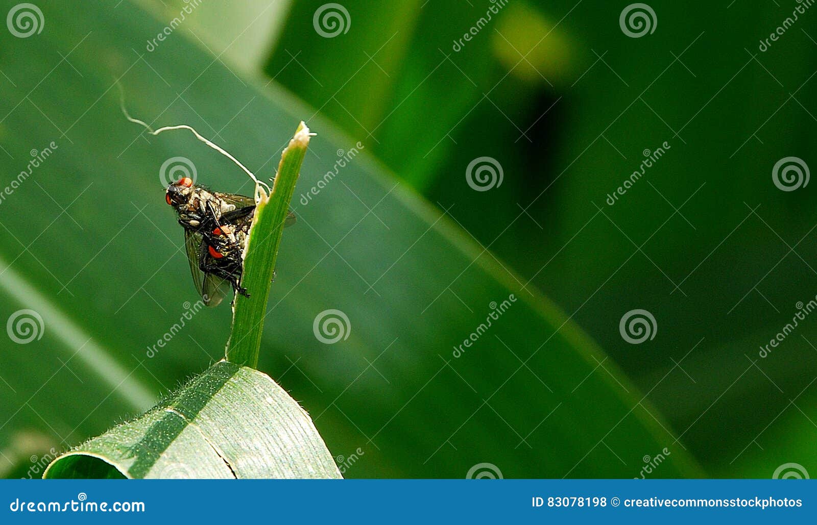Insect On Plant Picture. Image: 83078198