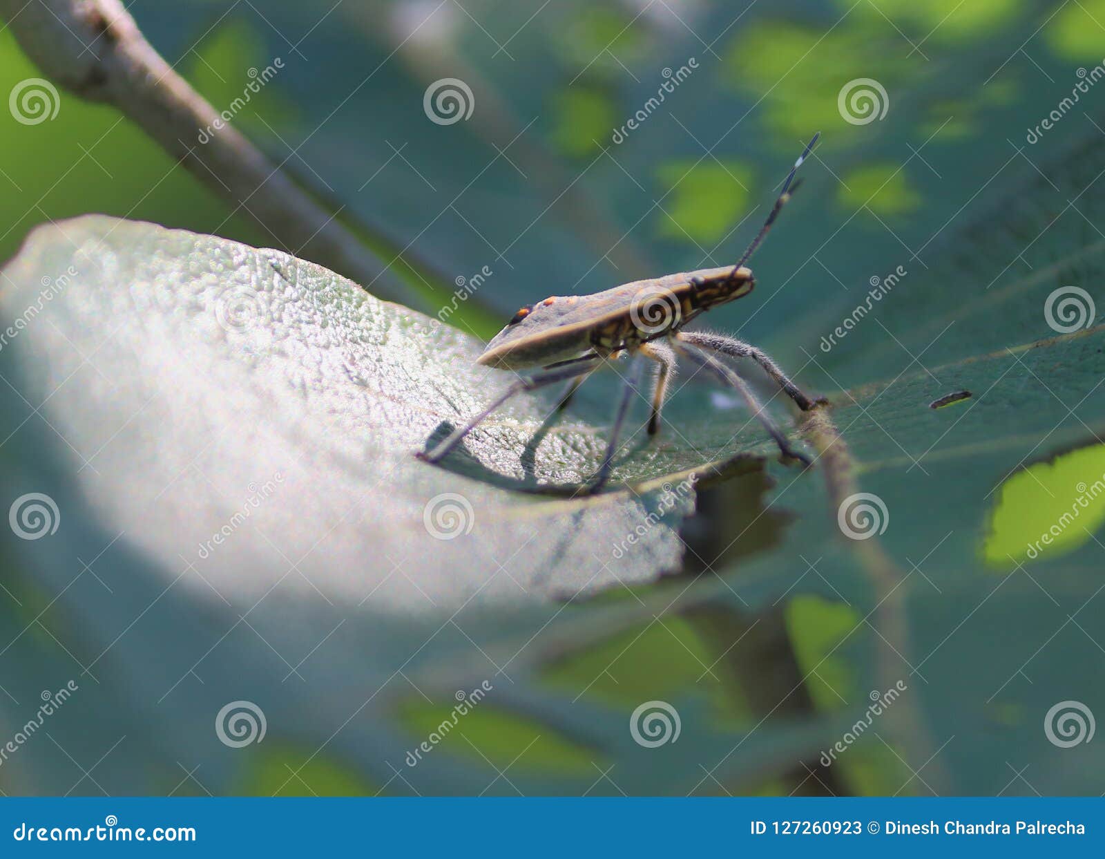 Insect of plant stock image. Image of plant, background - 127260923