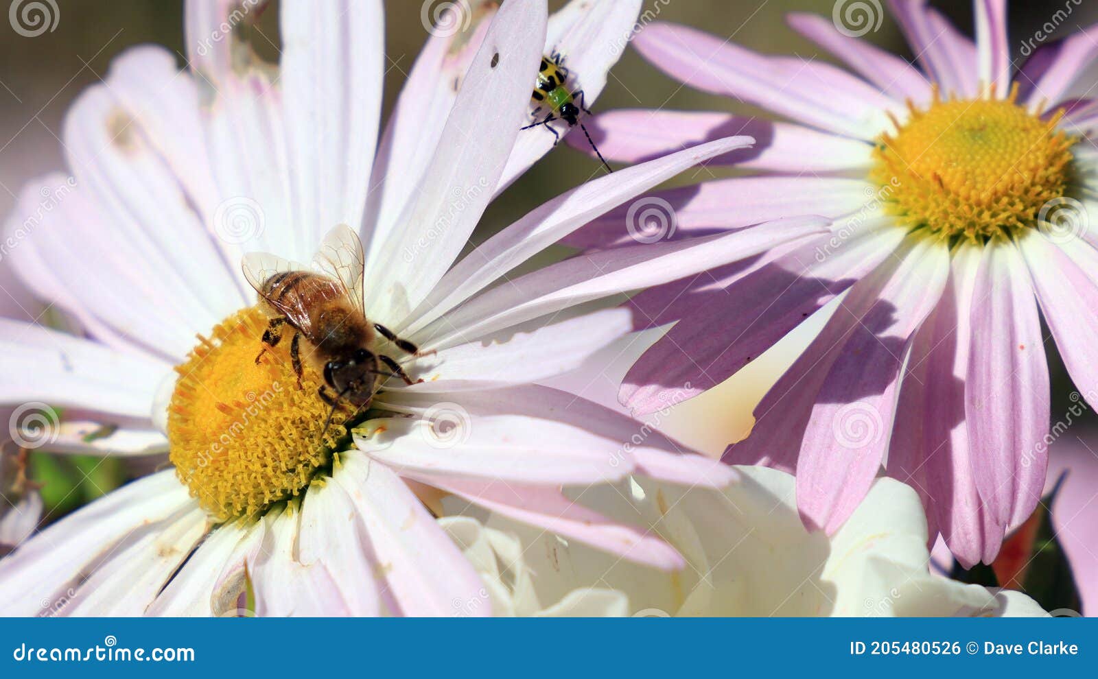 Insect pollinating flower stock photo. Image of colorful - 205480526