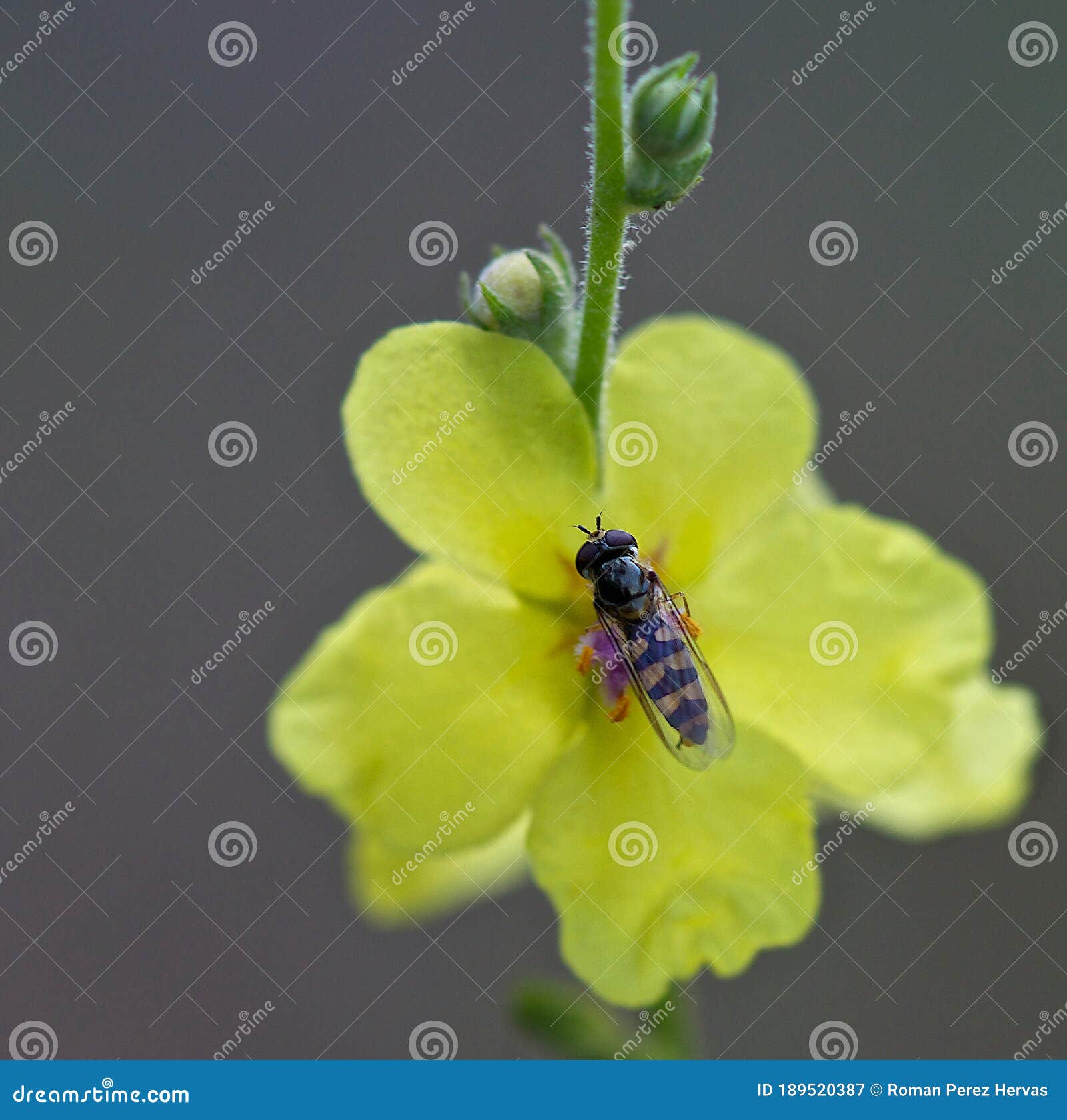 Insect Pollinating a Yellow Flower Stock Image - Image of syrphidae ...