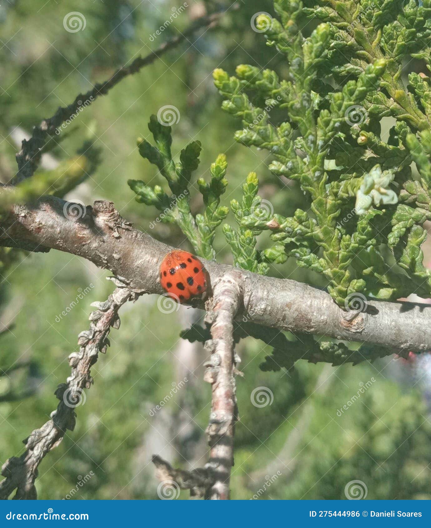 Ladybug Insect Has a Semispherical Body with Red Elytra Dotted with ...
