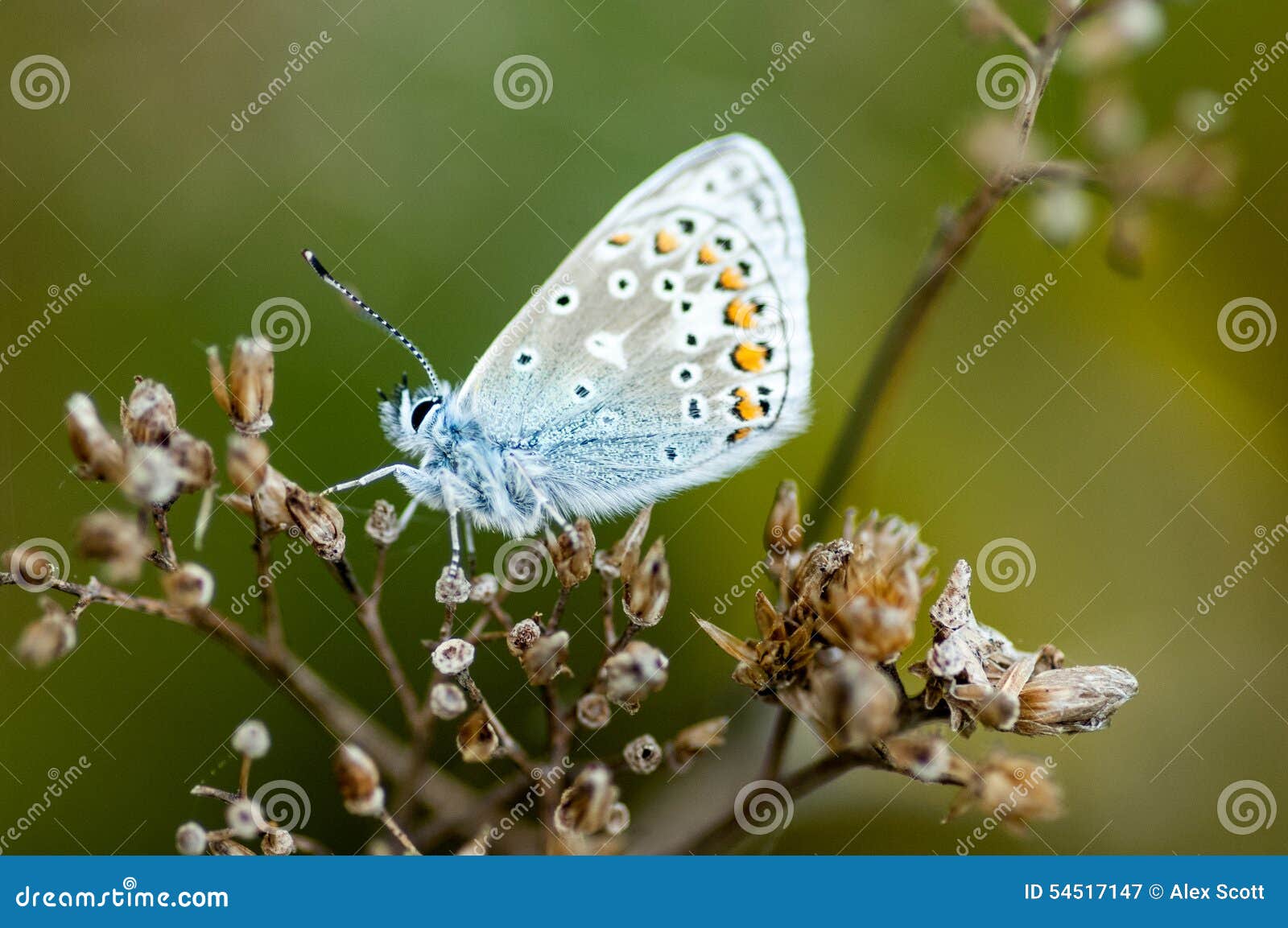 Insect Portrait Common Blue Butterfly Stock Image - Image of fauna ...
