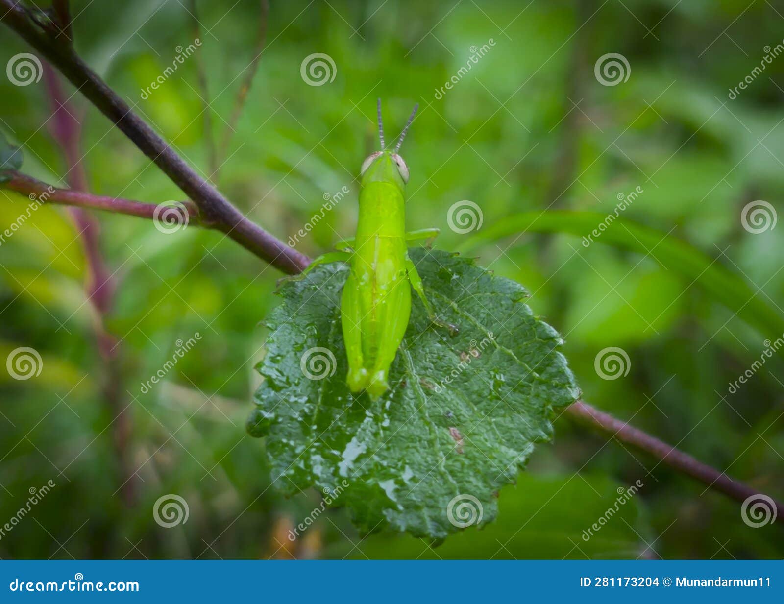 Insect Portrait in the Forest Stock Photo - Image of colourful ...