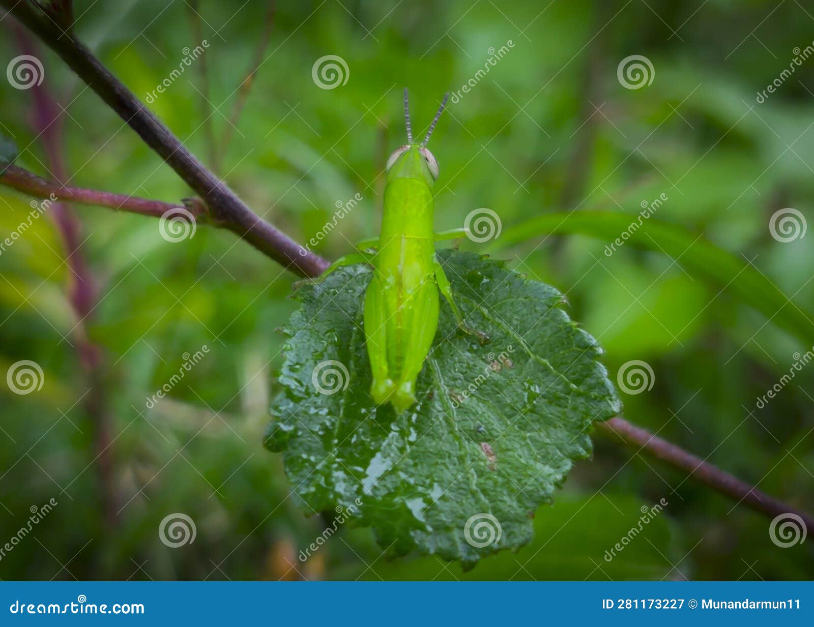 Insect Portrait in the Forest Stock Image - Image of explore, scale ...